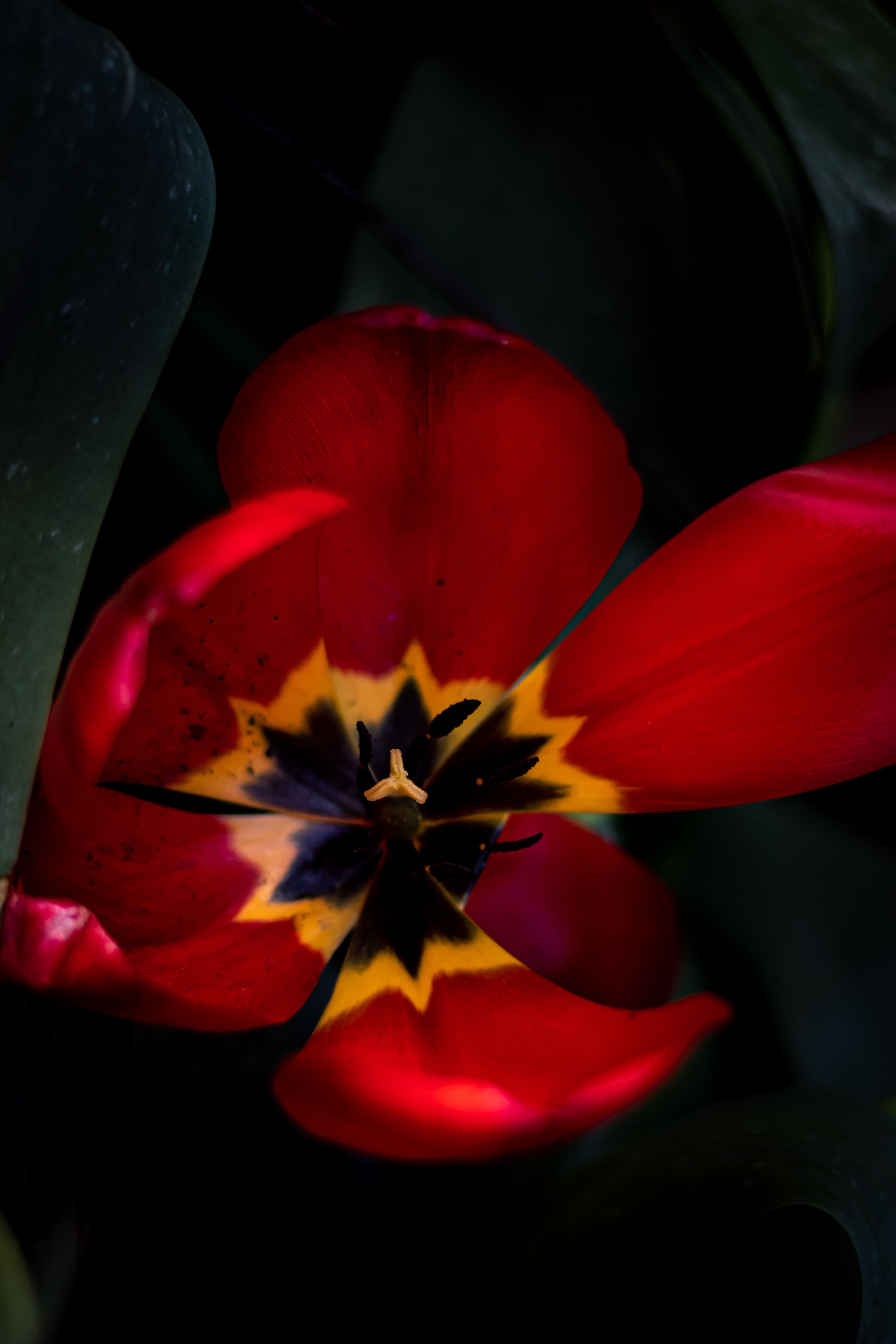 A Tulip in Bloom · Free Stock Photo