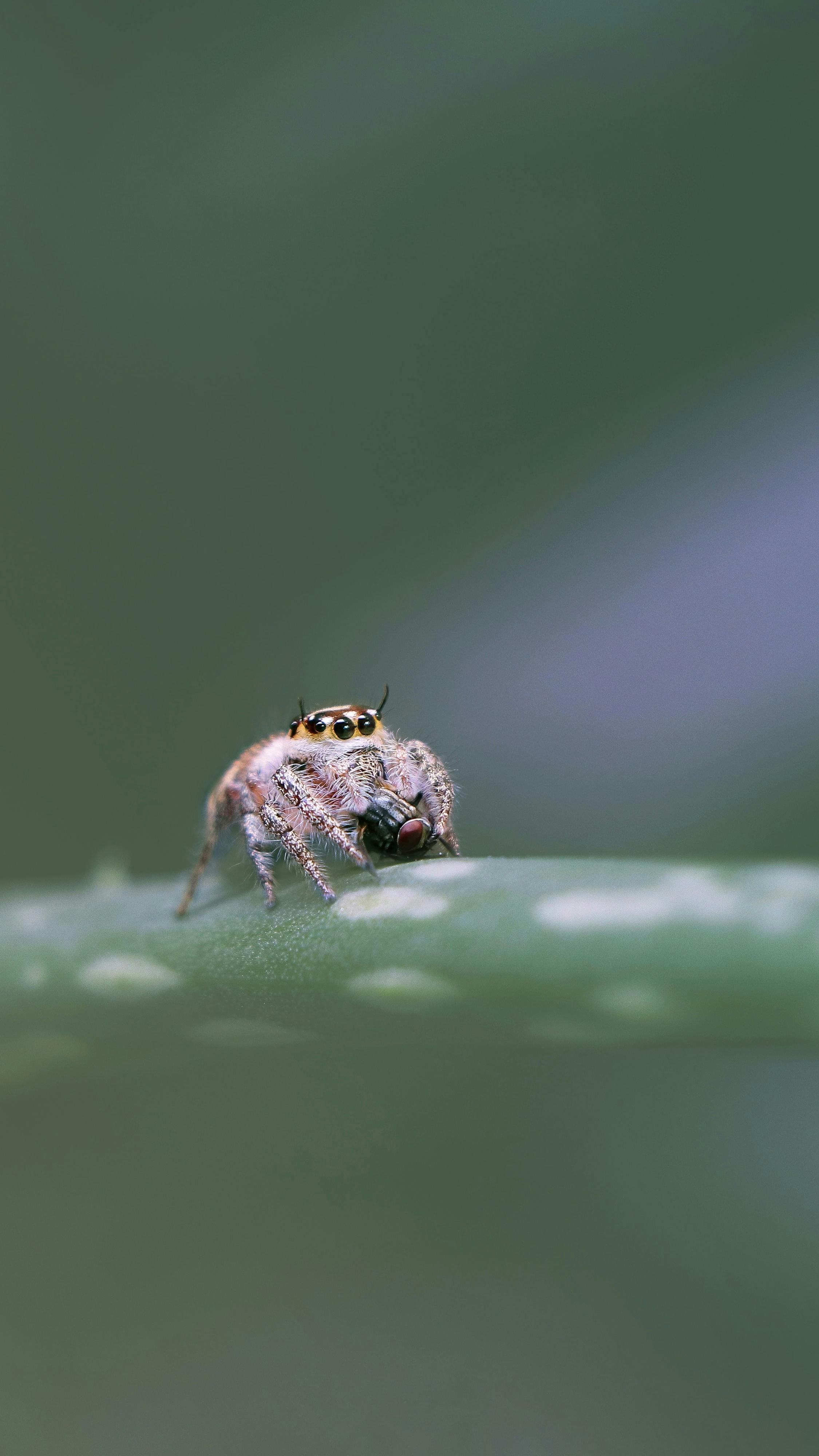 Insect on Fennel · Free Stock Photo