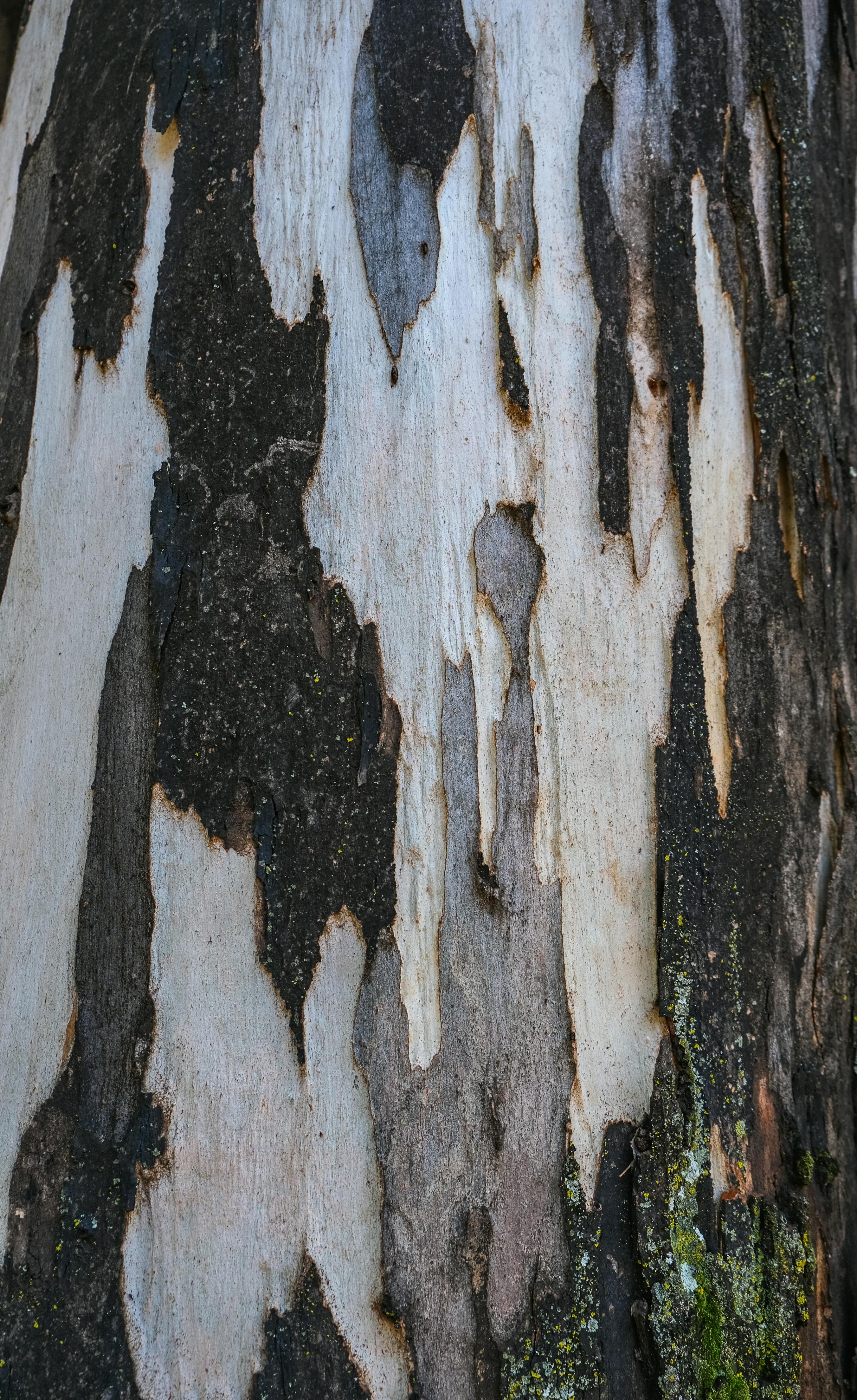 Close-up of Tree Bark · Free Stock Photo