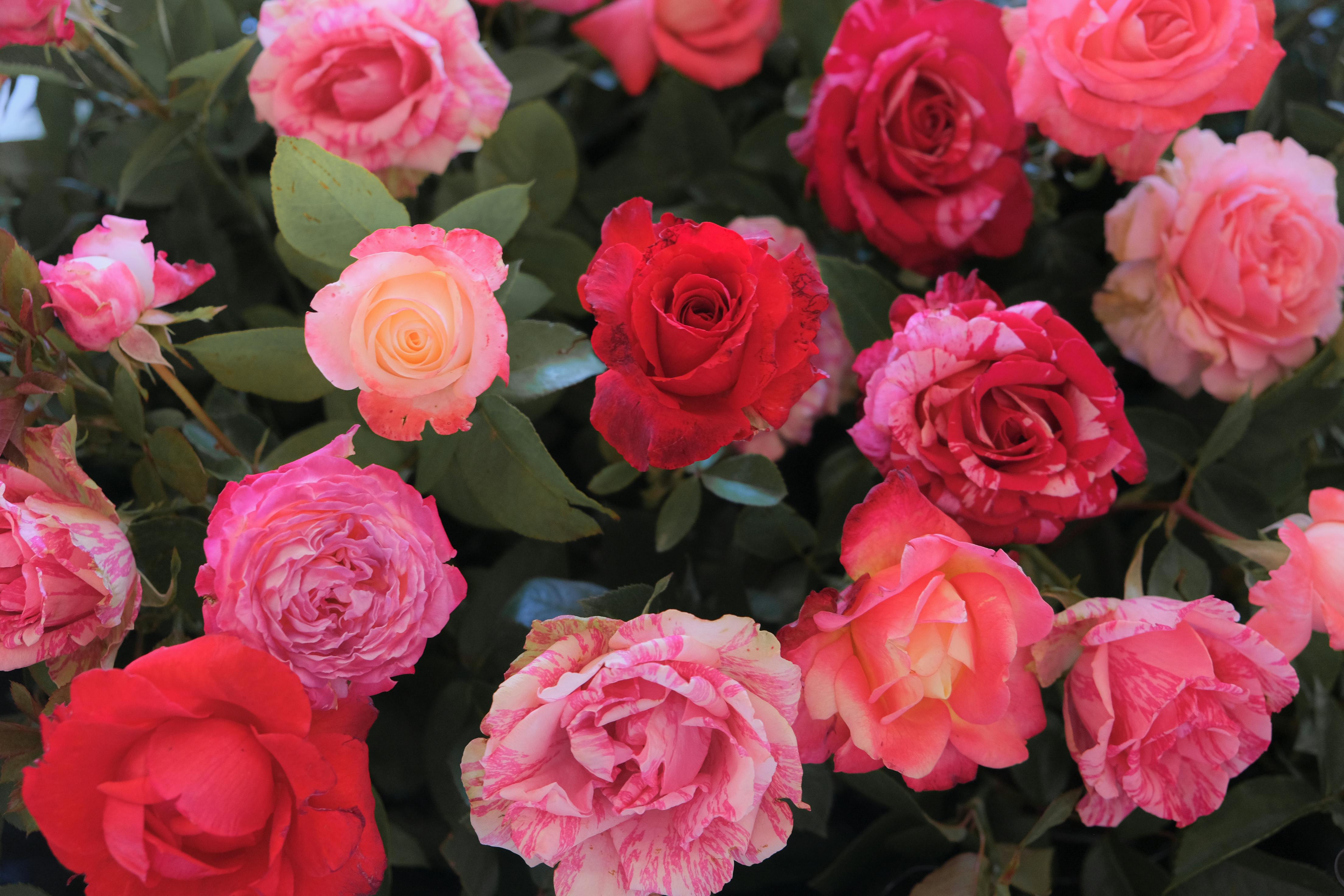 Roses in Garden by Residential Building · Free Stock Photo