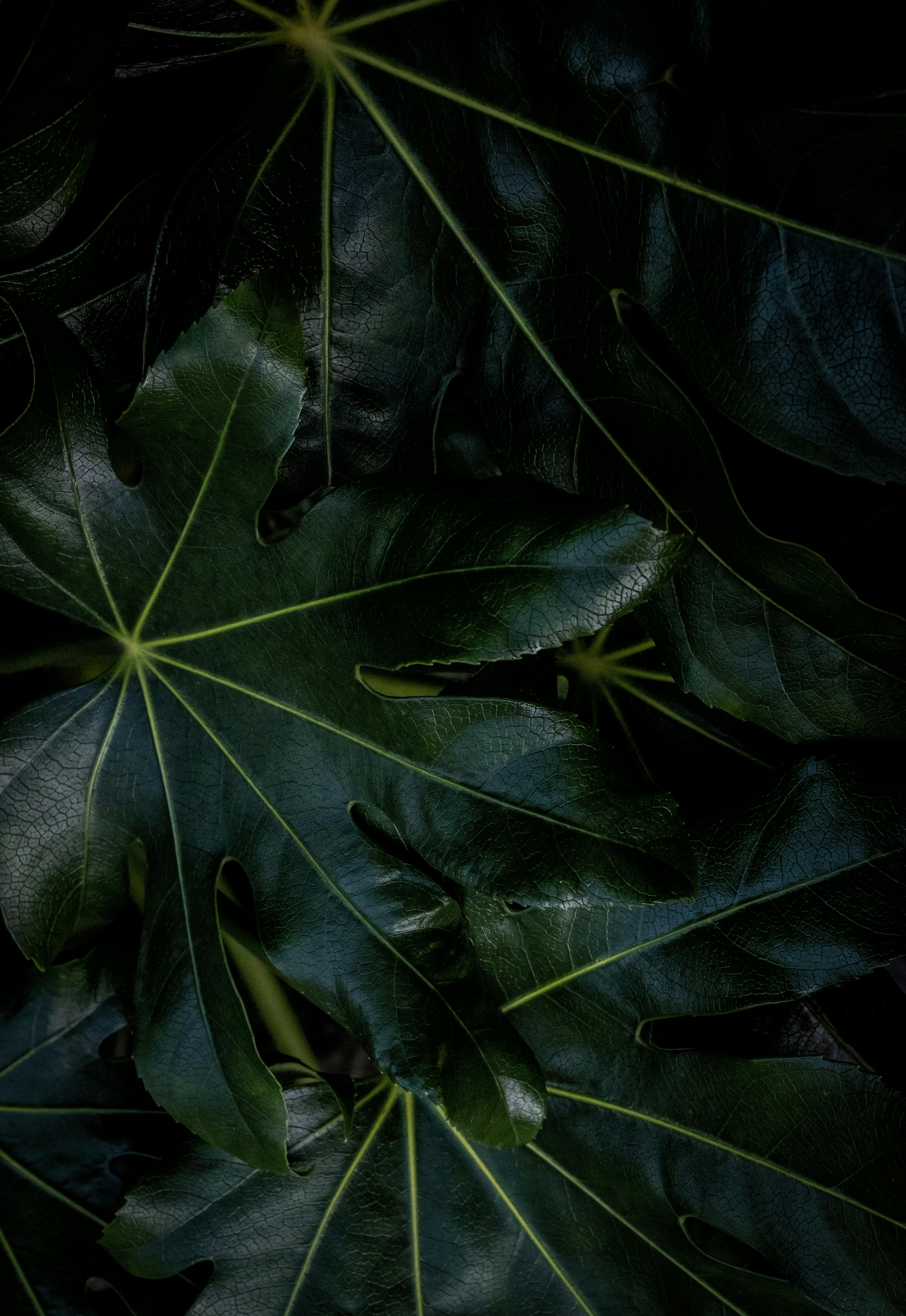 Paperplant Photos, Download The BEST Free Paperplant Stock Photos & HD ...