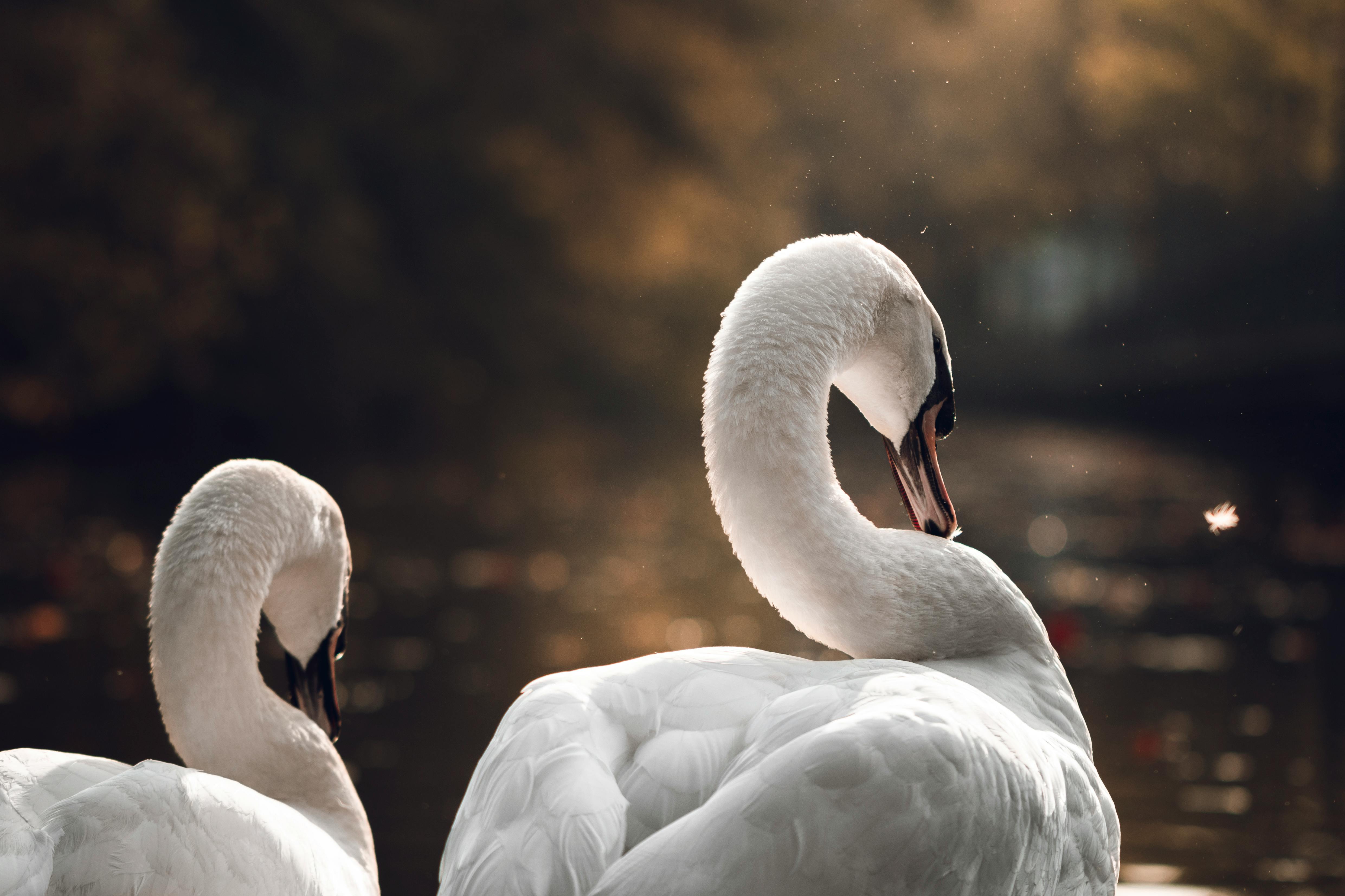 White Swans on Water · Free Stock Photo