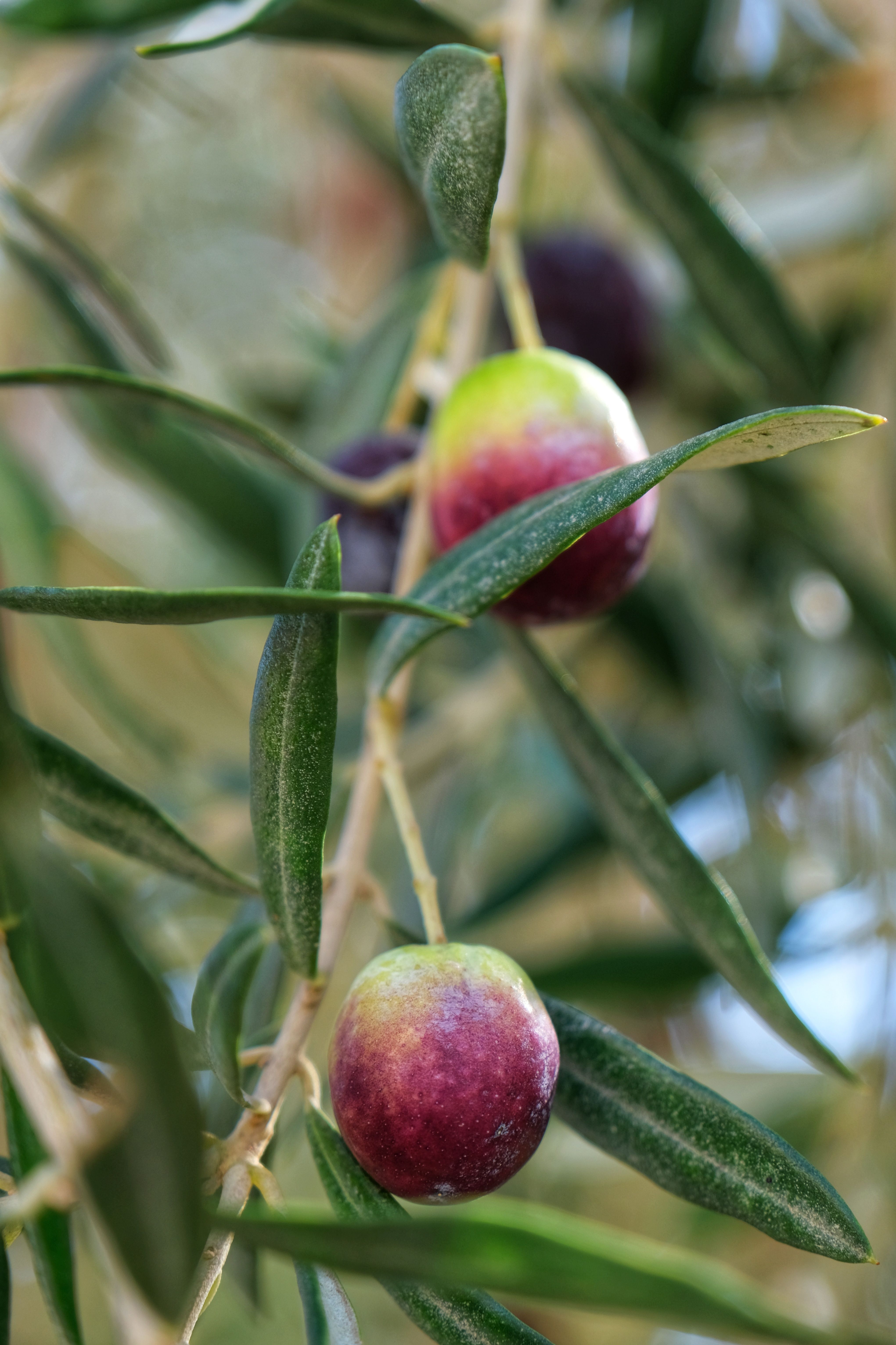A Close-Up of Olive Leaves · Free Stock Photo