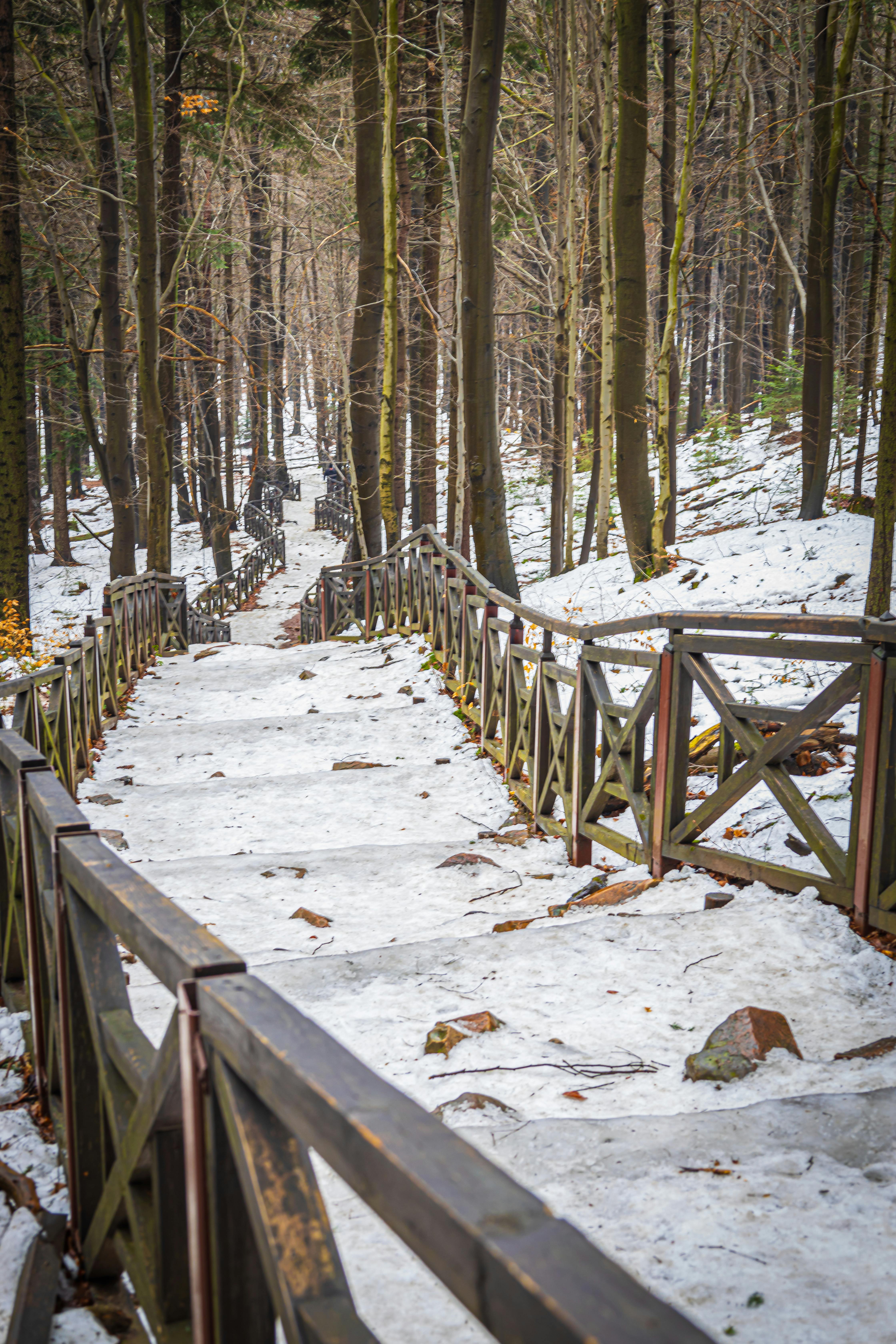 Ice on Footpath in Forest · Free Stock Photo