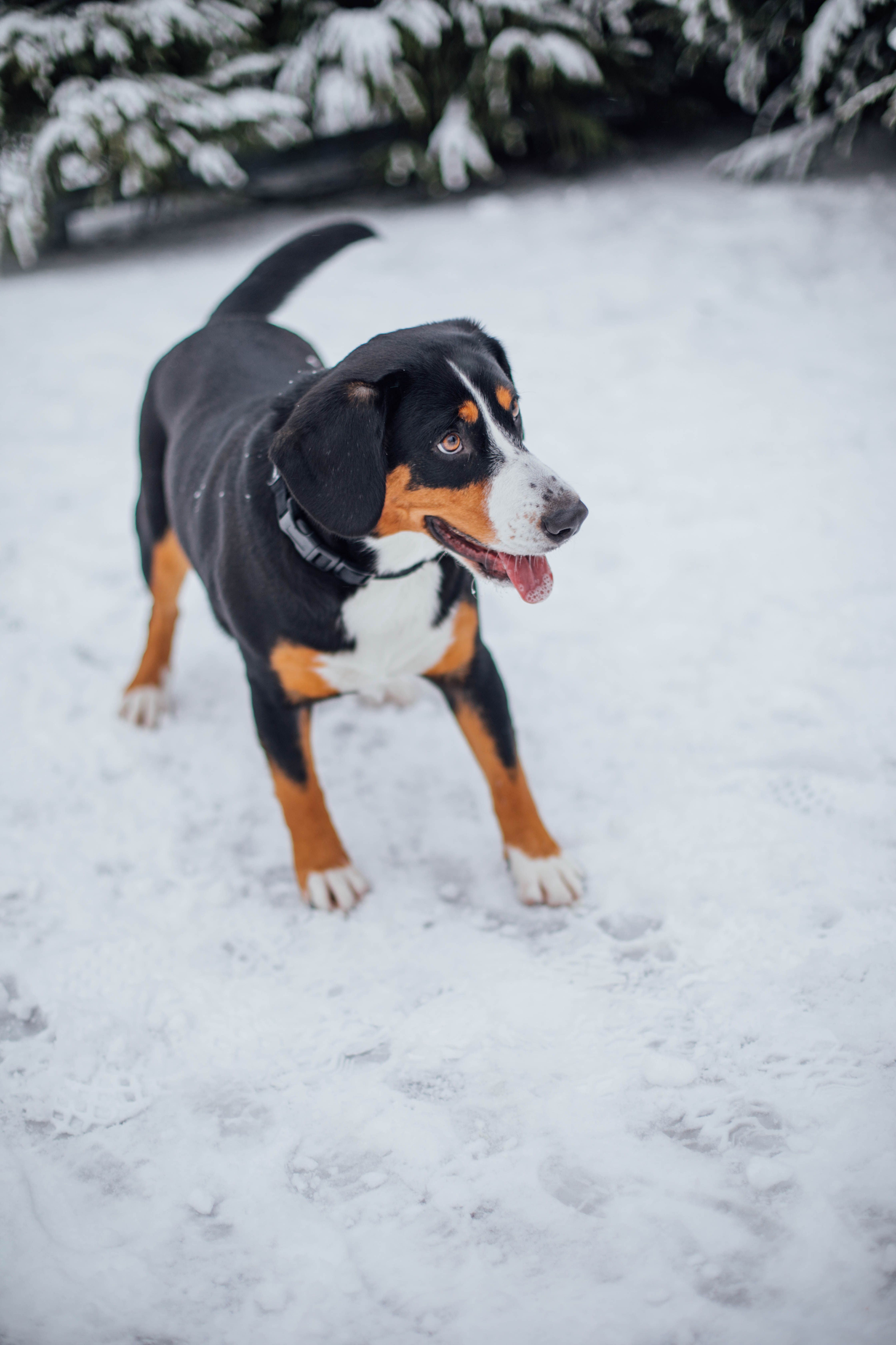 Entlebucher Sennenhund Photos, Download The BEST Free Entlebucher ...
