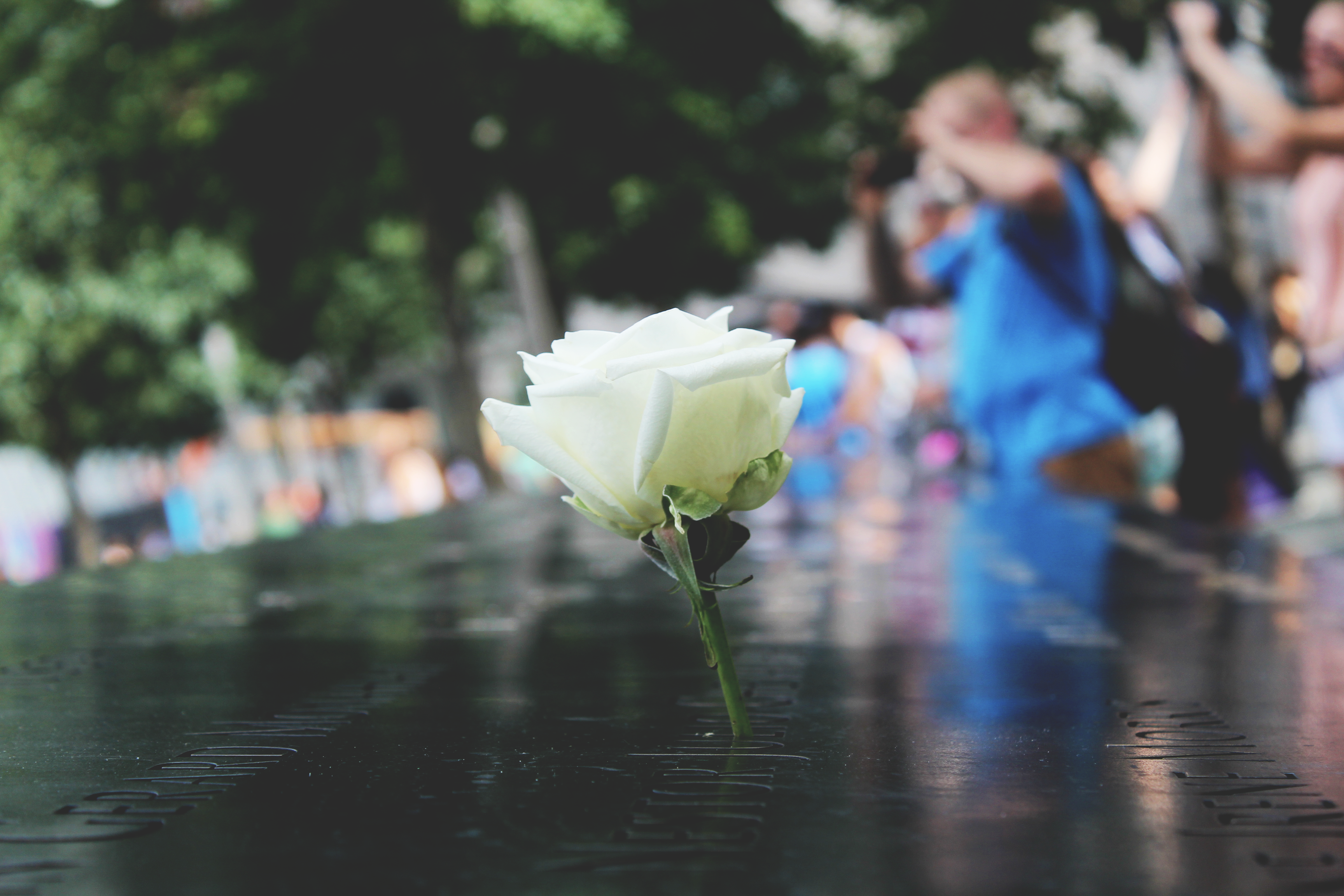 Flower Tribute Photos, Download The BEST Free Flower Tribute Stock ...