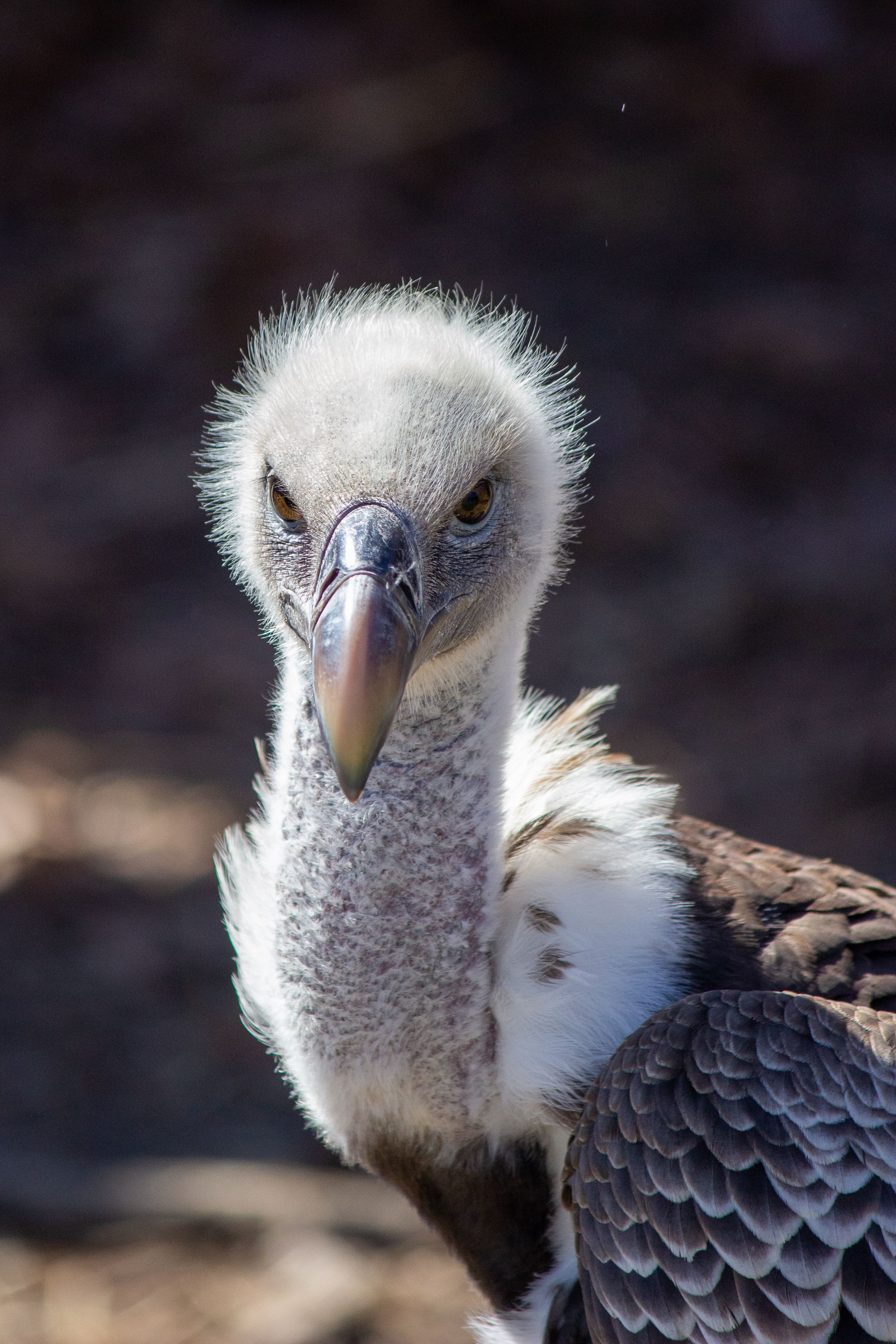selective Focus Close-up Photo of White and Gray Vulture · Free Stock Photo