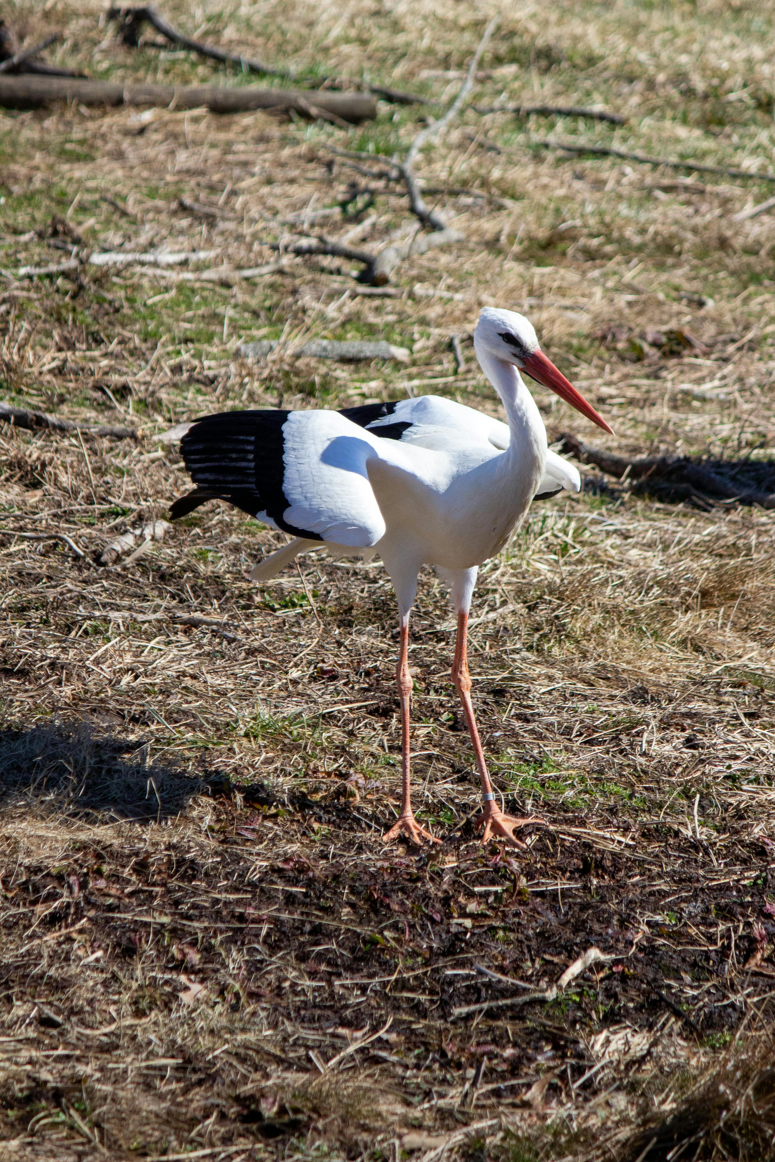 A White Stork on the Grass · Free Stock Photo
