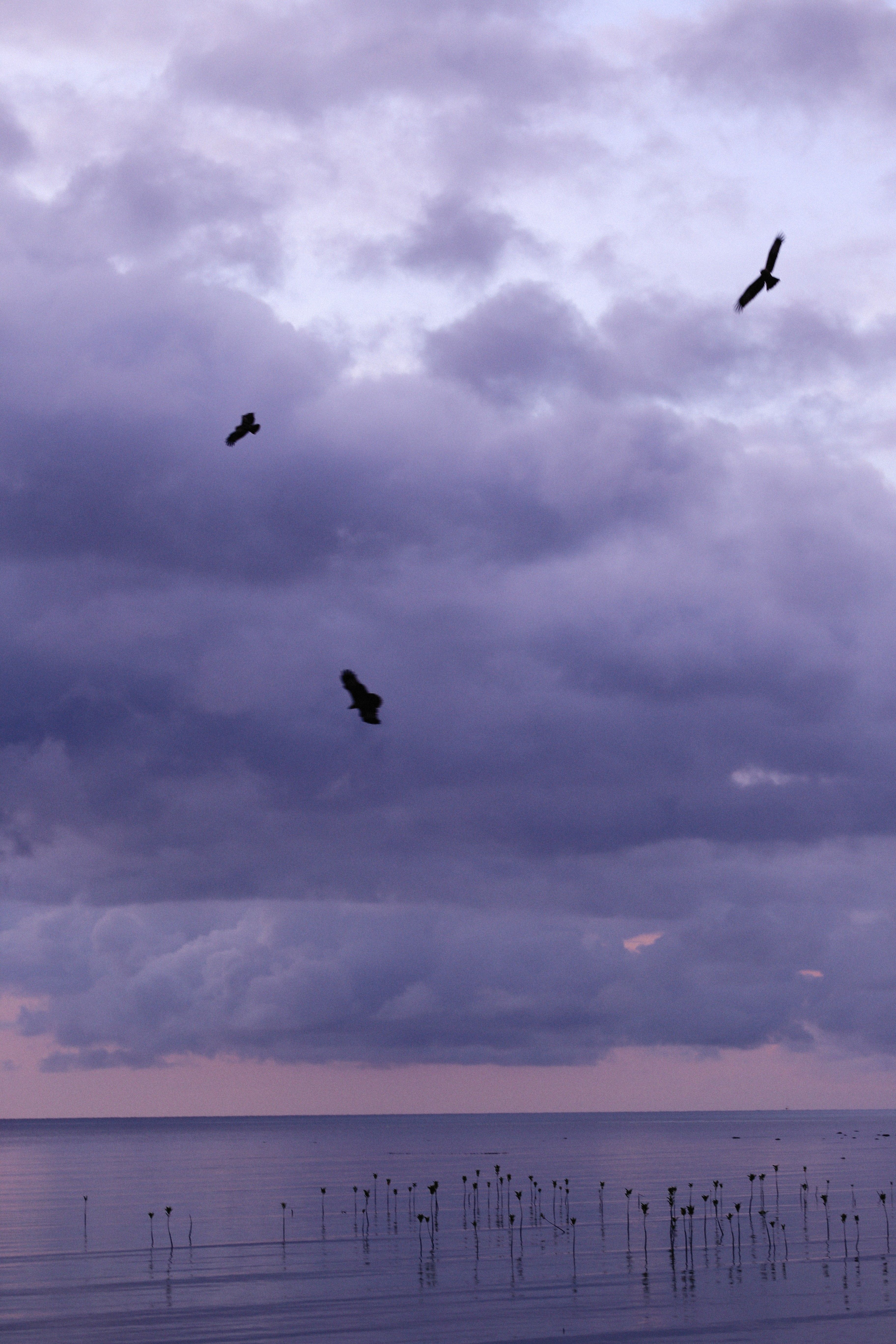 Birds Flying Near Body of Water · Free Stock Photo