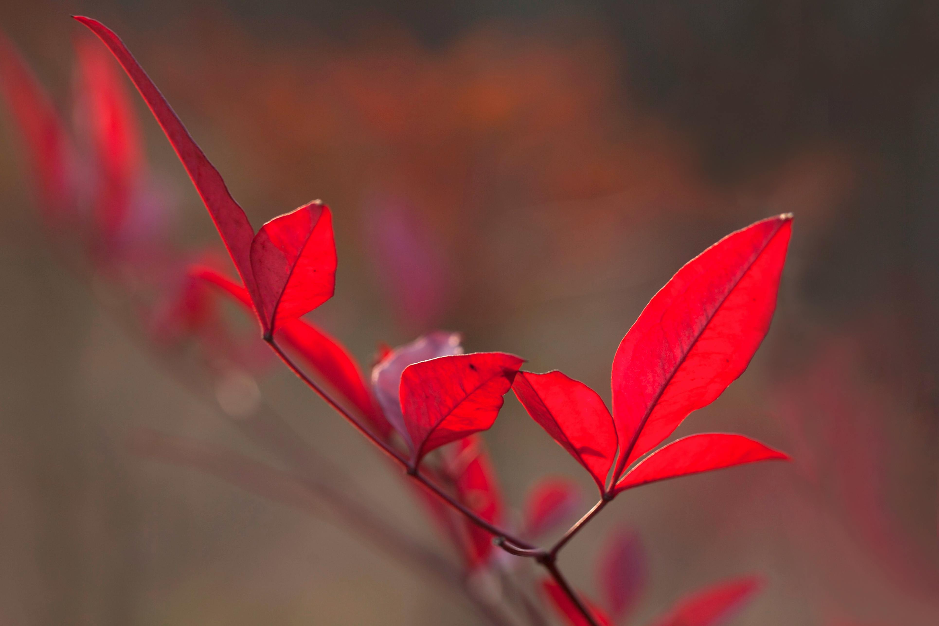 Red Leaves in Close Up Photography · Free Stock Photo