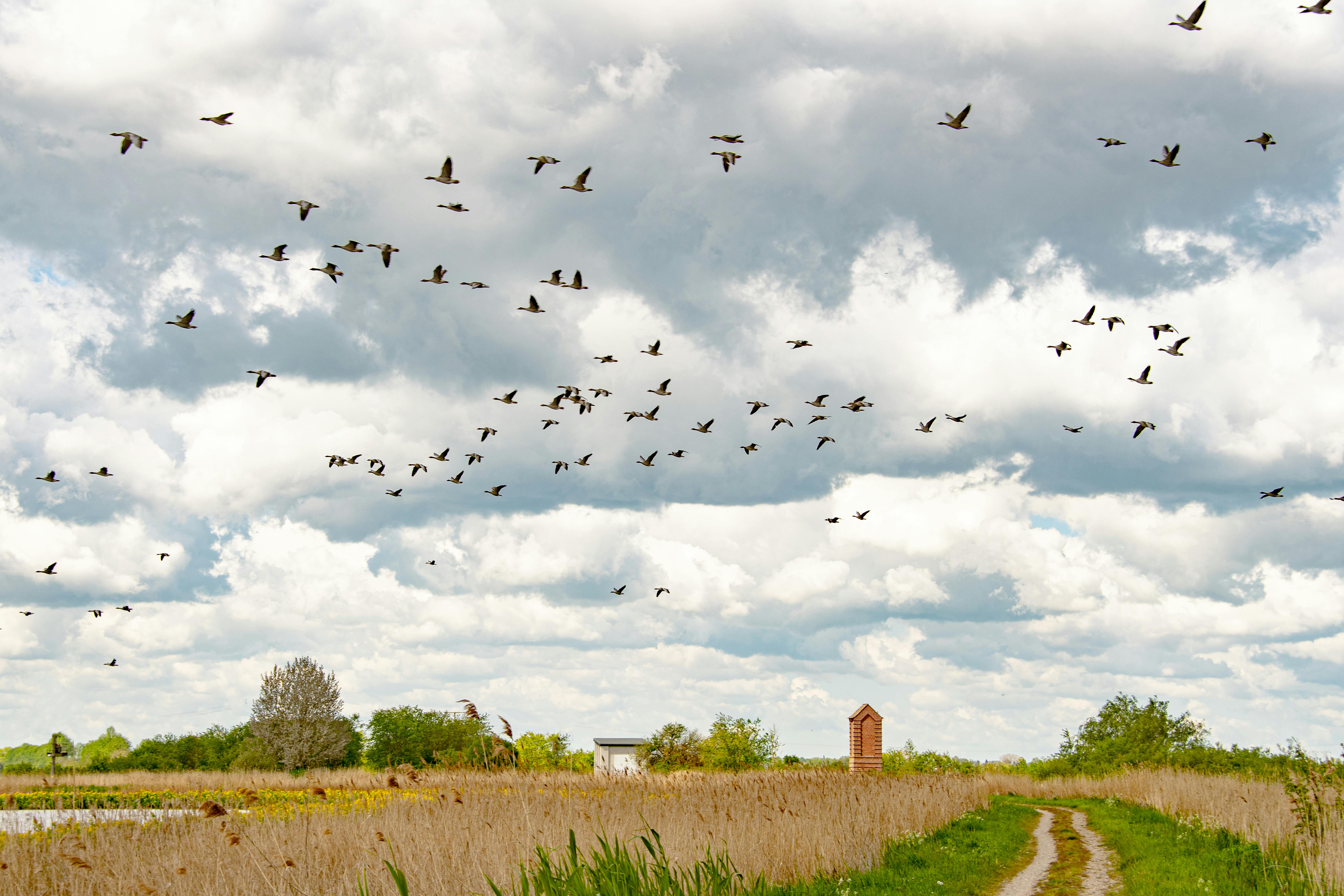 Photograph of a Flock of Birds Flying Under White Clouds · Free Stock Photo