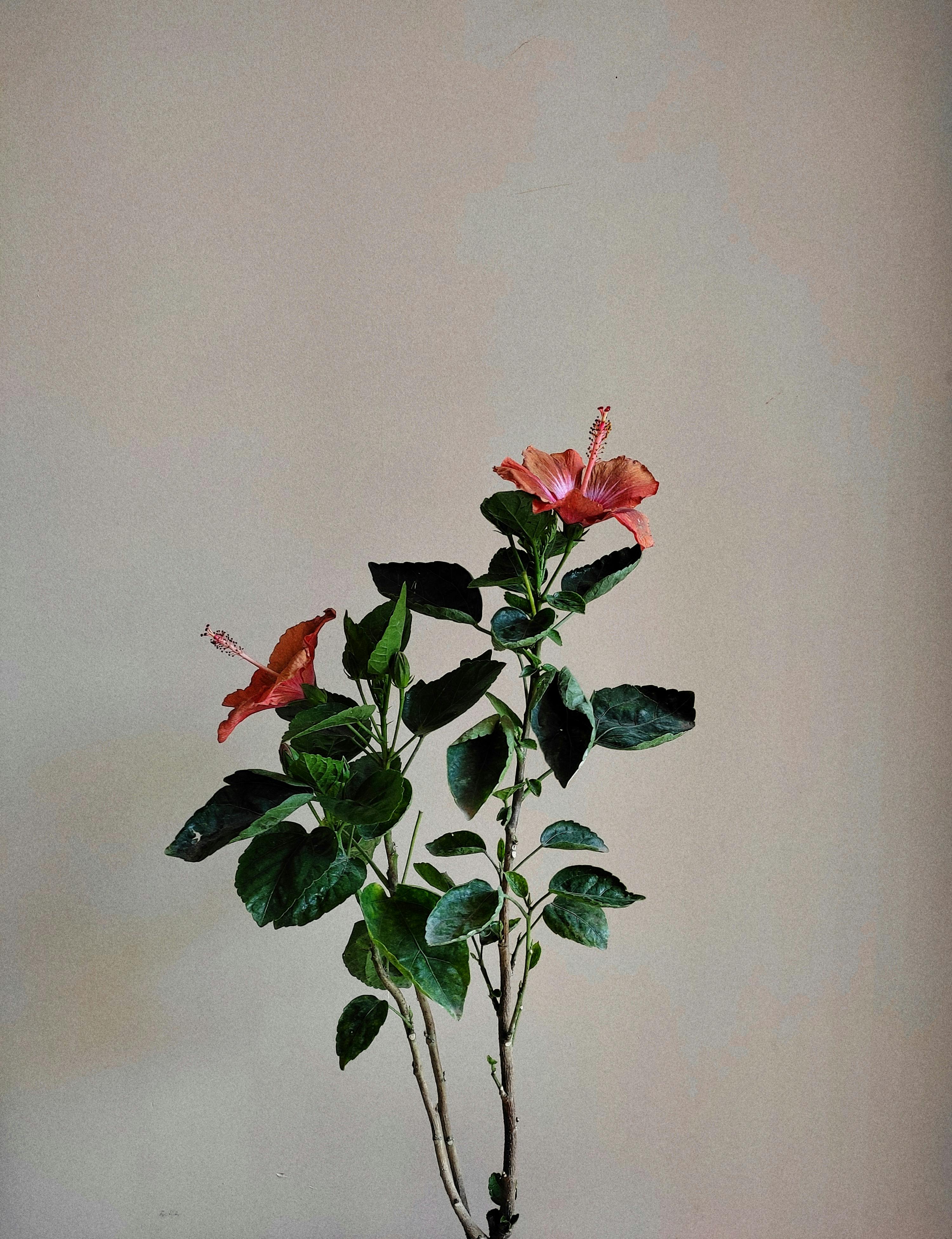 Shanu Singh - Fotografía