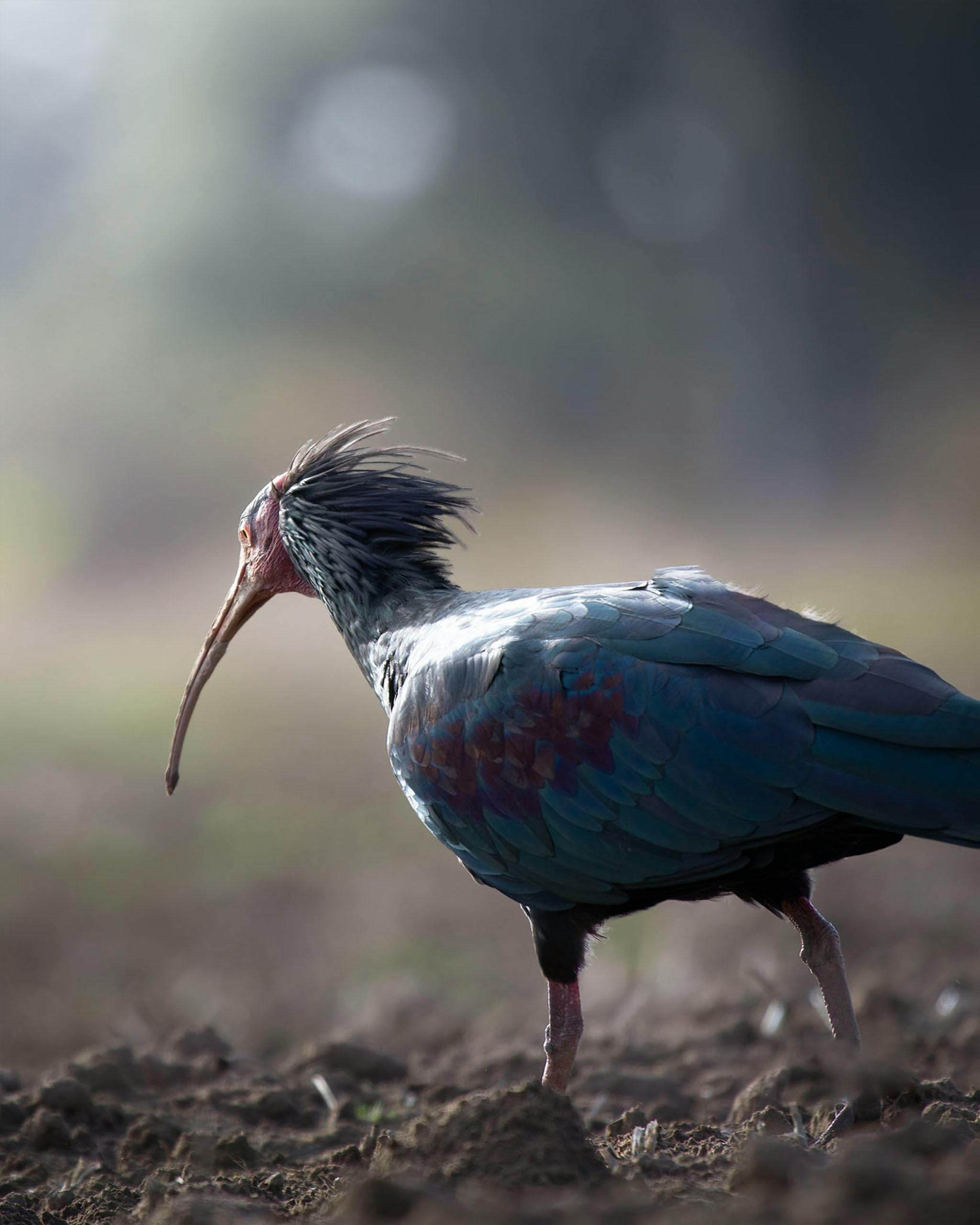 Close up of Northern Bald Ibis Birds · Free Stock Photo