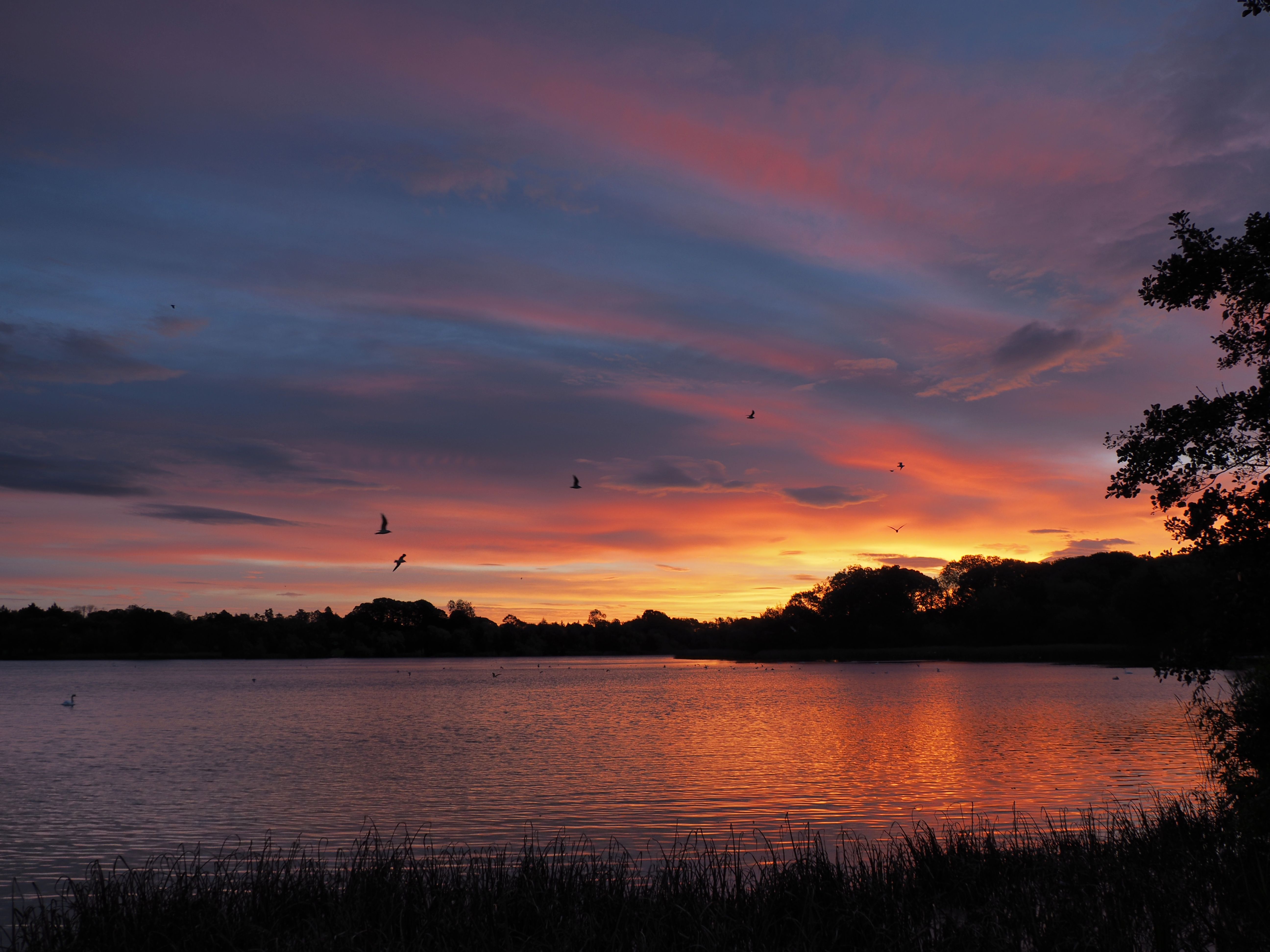 Silhouette of Trees Near Body of Water during Sunset · Free Stock Photo