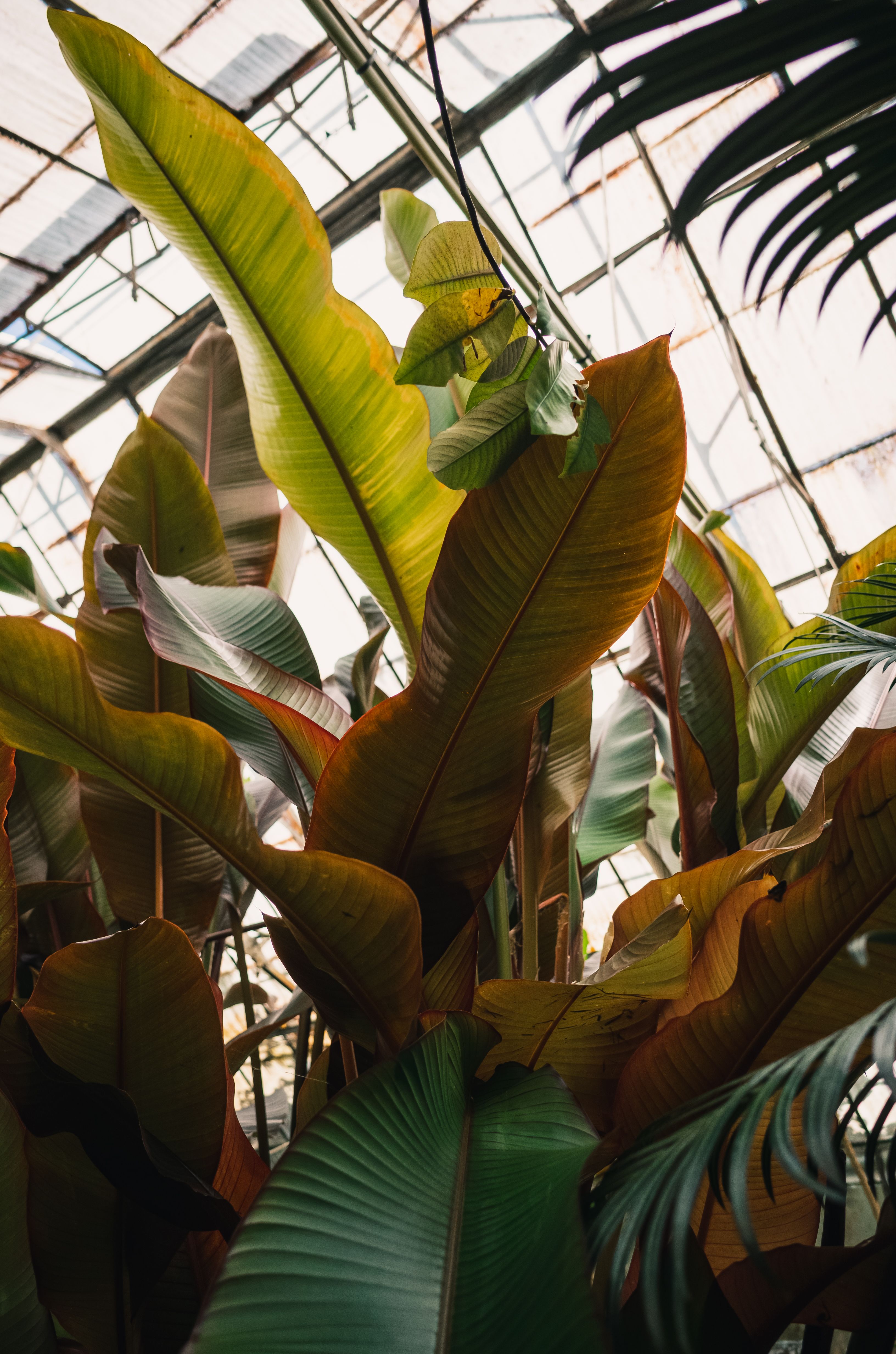 Palms in a Botanical Garden · Free Stock Photo