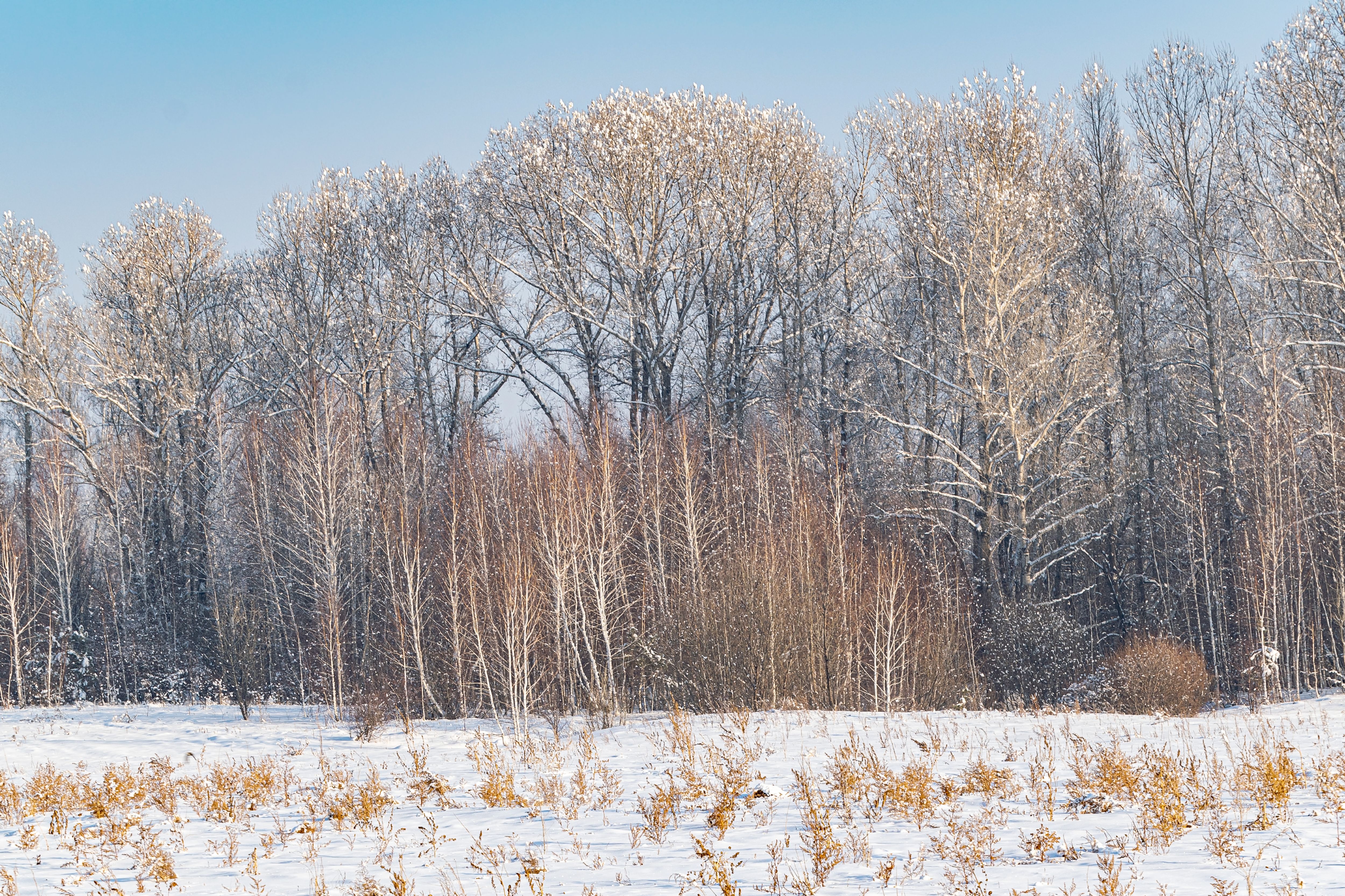 Landscape Photography of Leafless Trees in the Winter Season · Free ...