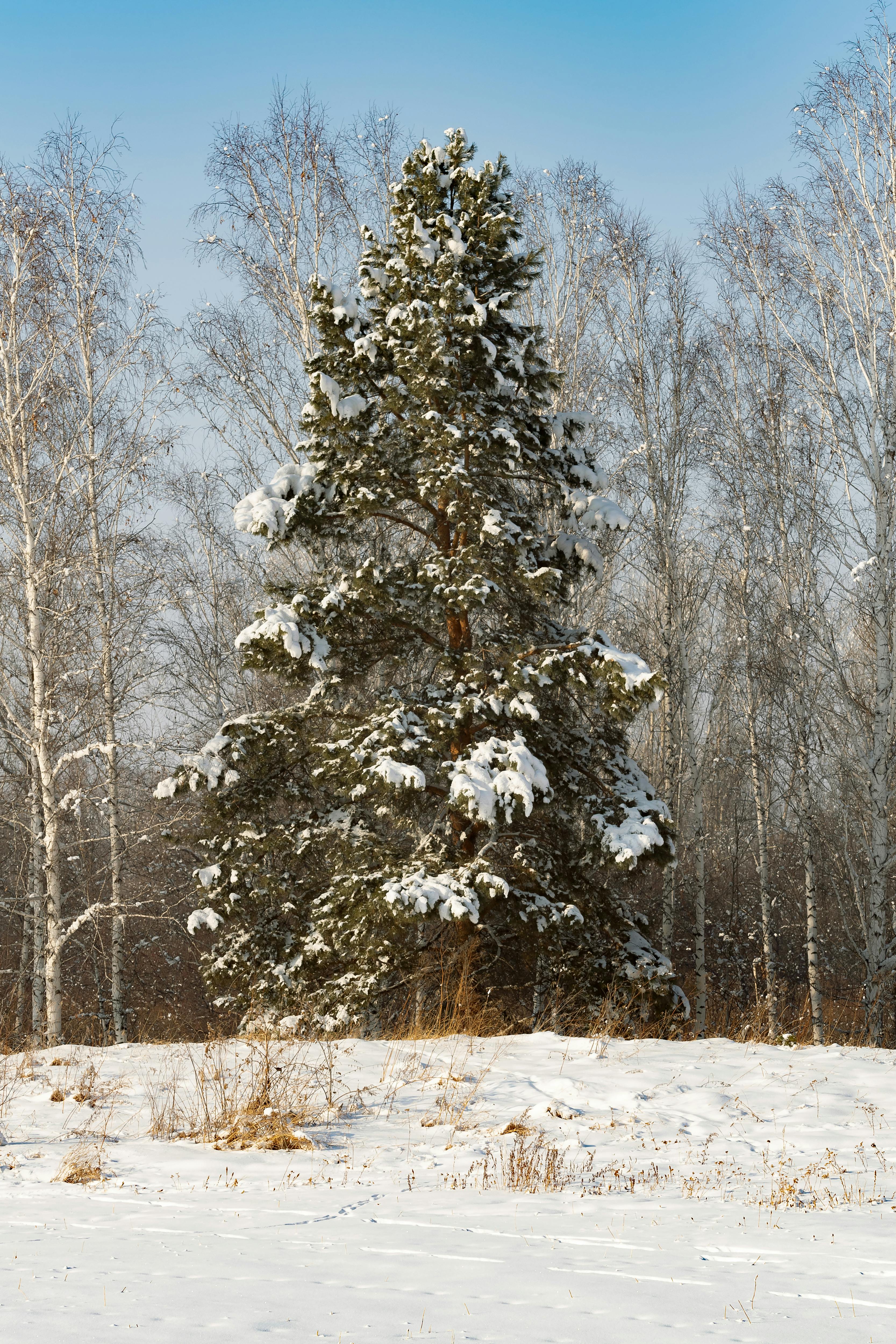 A Pine Tree With Snow · Free Stock Photo