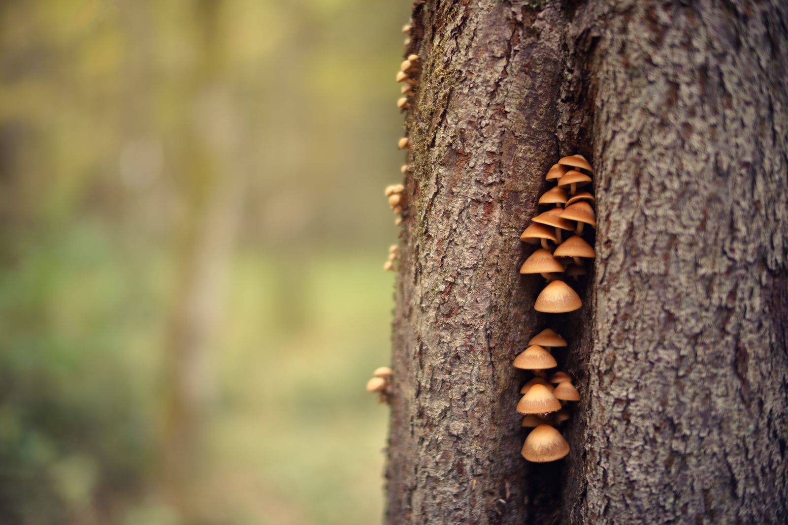 Fungi Photos, Download The BEST Free Fungi Stock Photos & HD Images