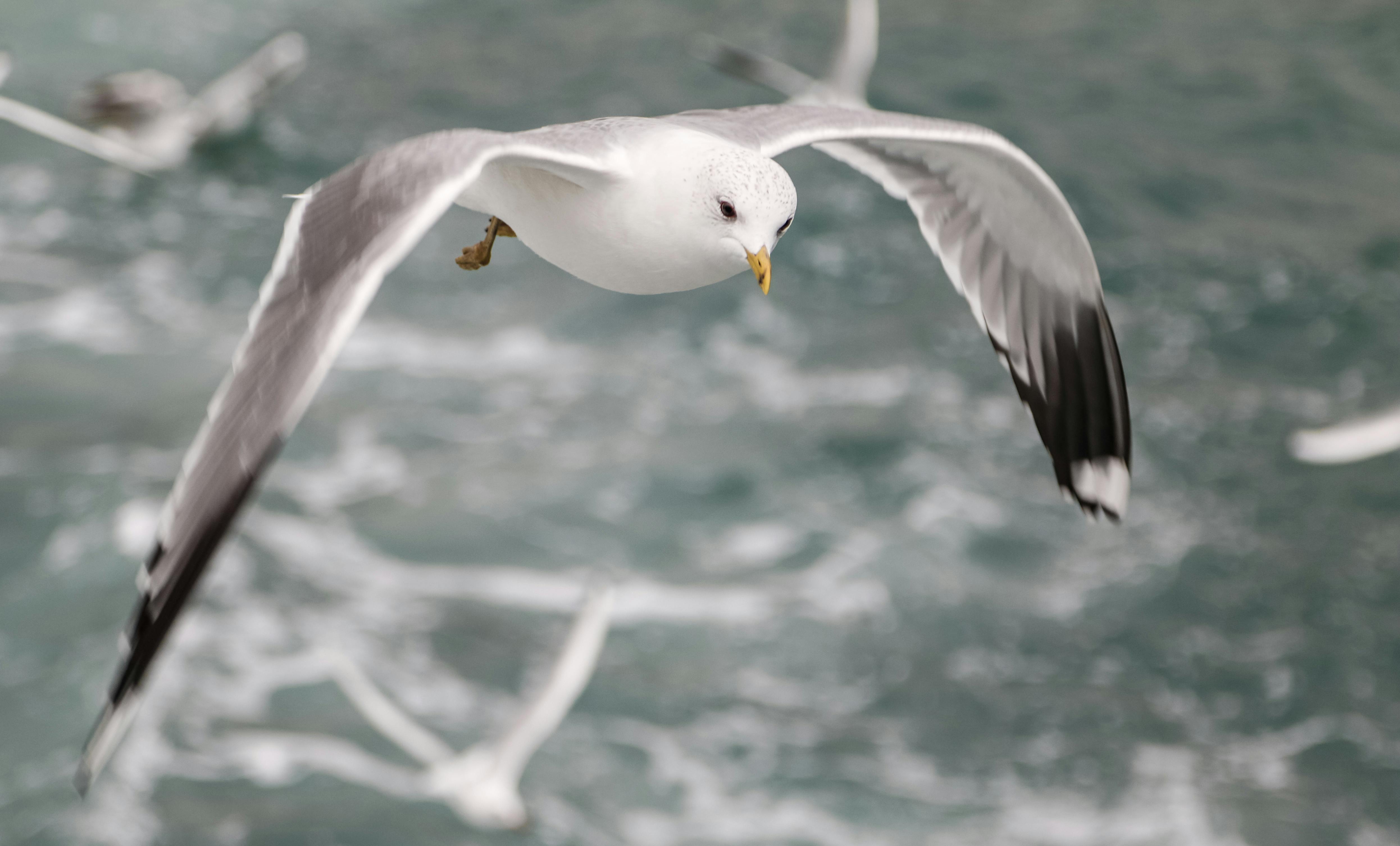 Close-UP Photography of Flying Seagull · Free Stock Photo
