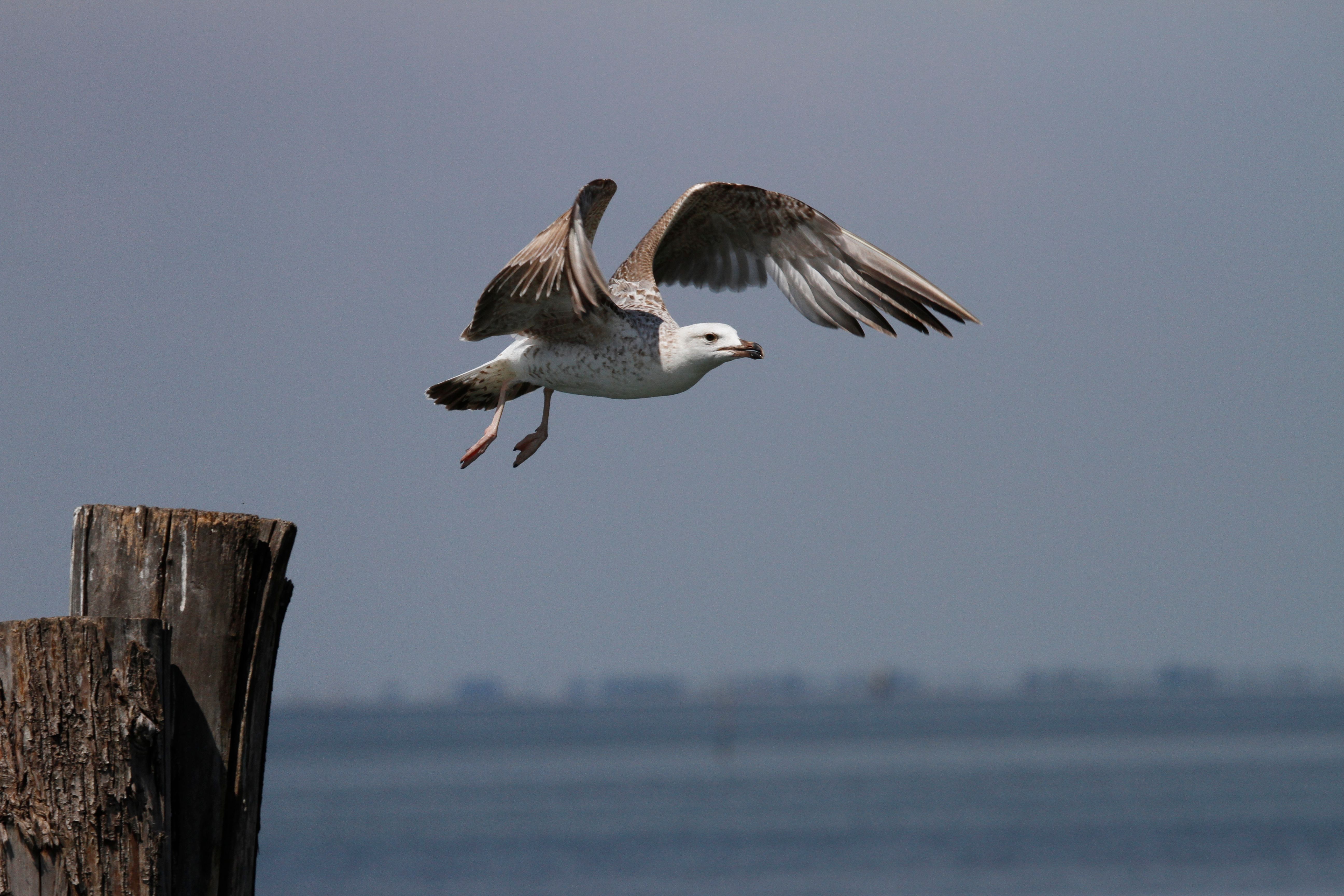 Close-Up Shot of a Bird Flying · Free Stock Photo