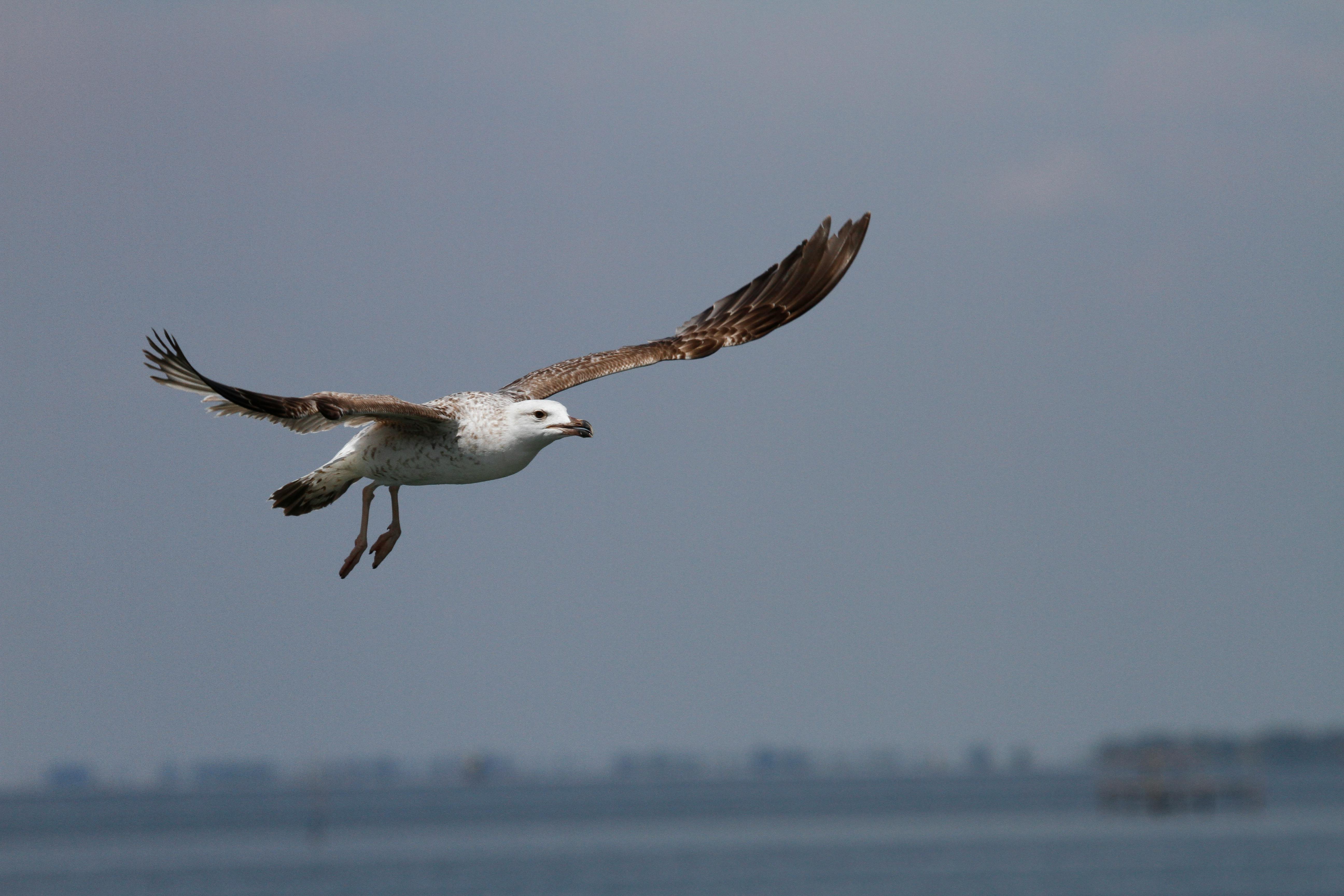 Bird Flying off a Branch · Free Stock Photo