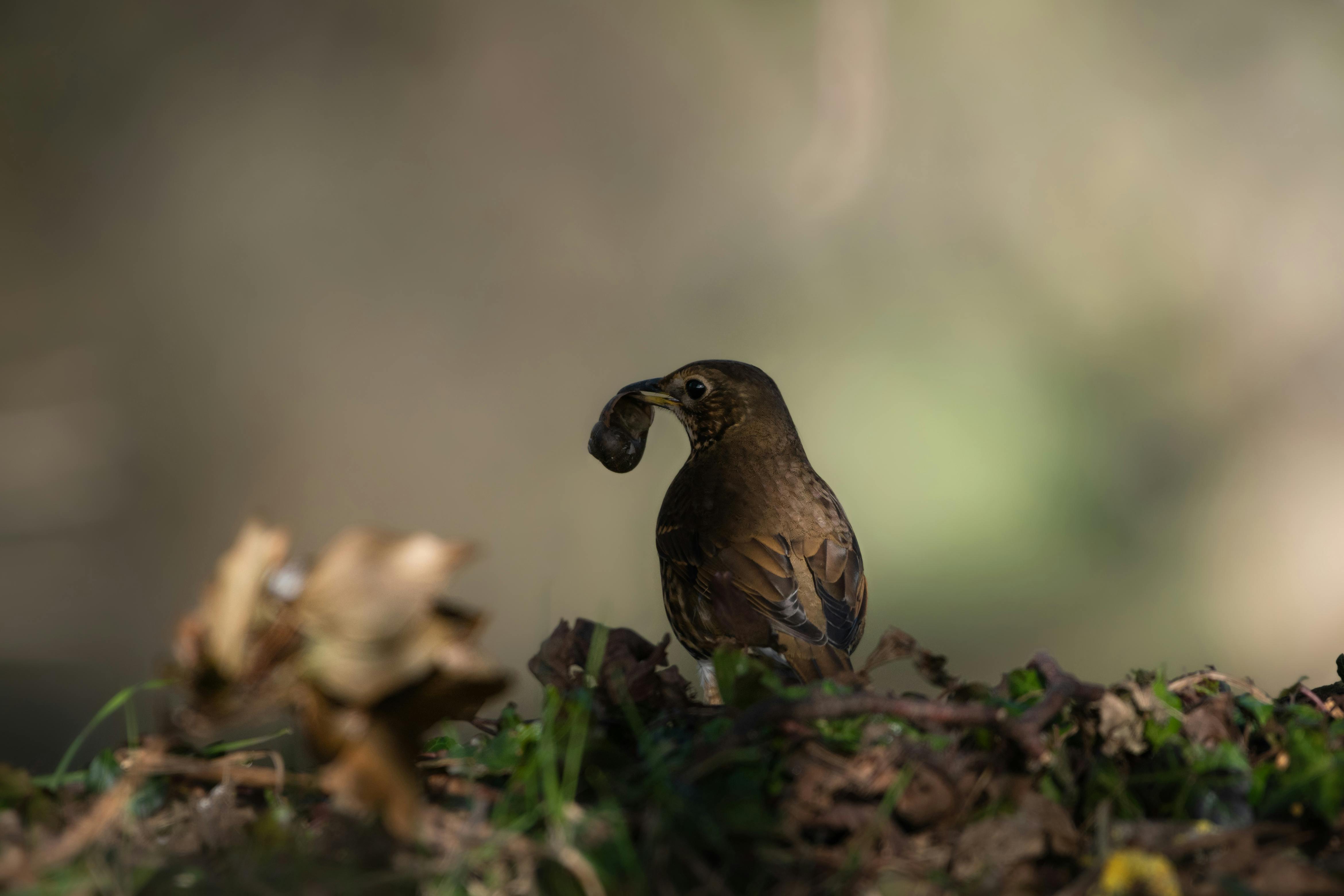 4k Bird Wallpaper Photos, Download Free 4k Bird Wallpaper Stock Photos ...