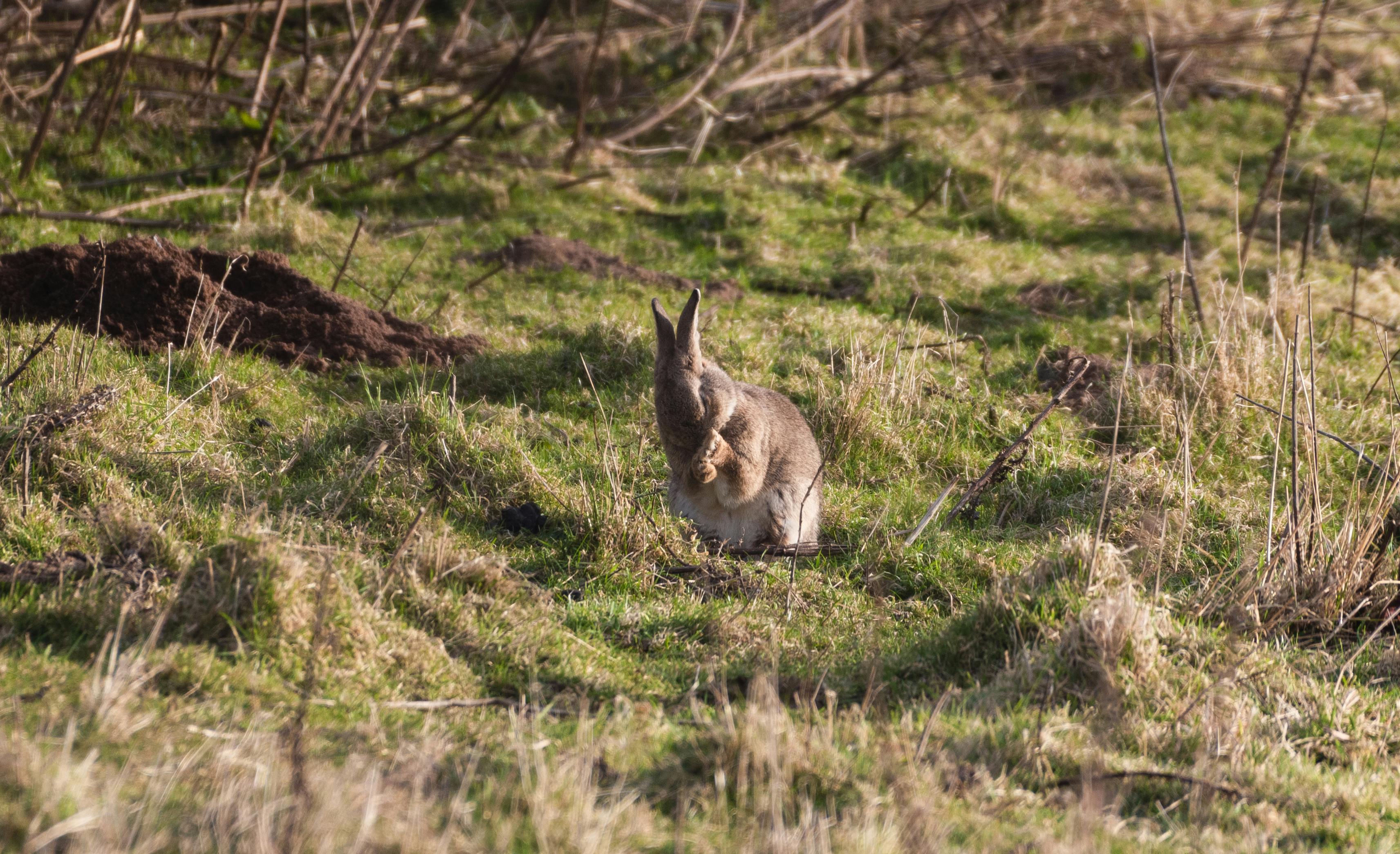 Beige Rabbit Resting on Green Grasses during Daytime · Free Stock Photo