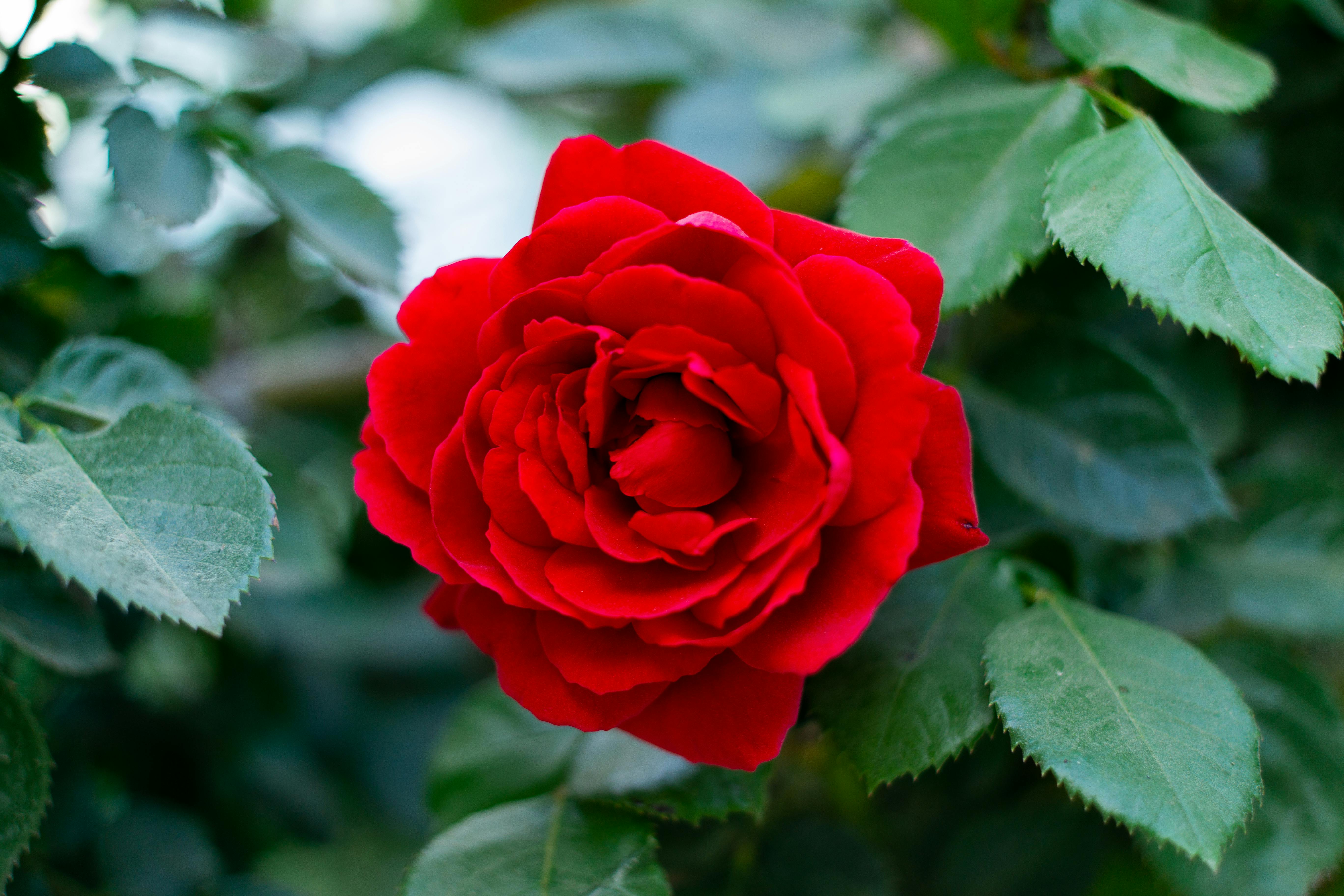 Red Rose in Close Up Photography · Free Stock Photo