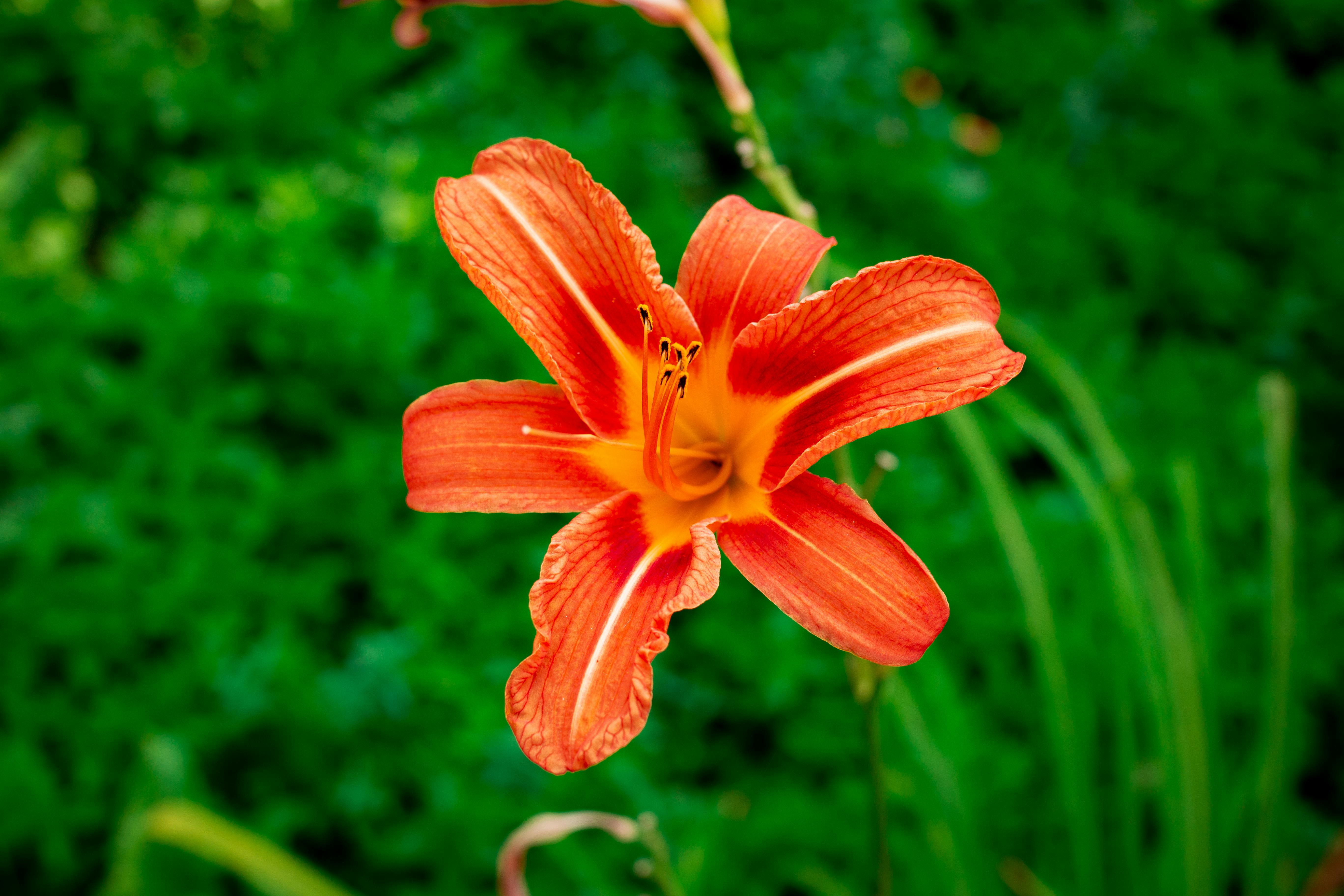 A Lily Flower in Bloom · Free Stock Photo