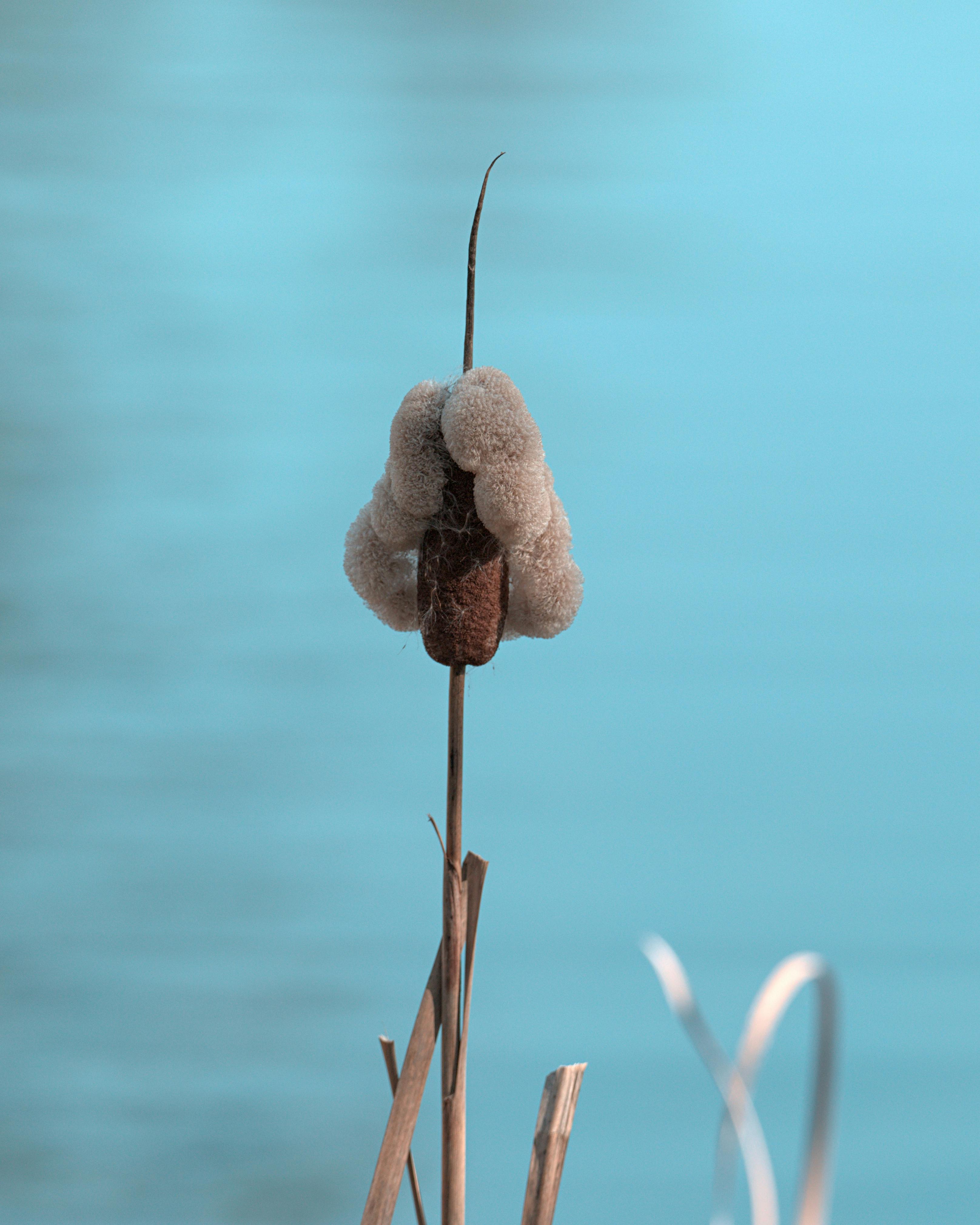 Cattail Photos, Download The BEST Free Cattail Stock Photos & HD Images