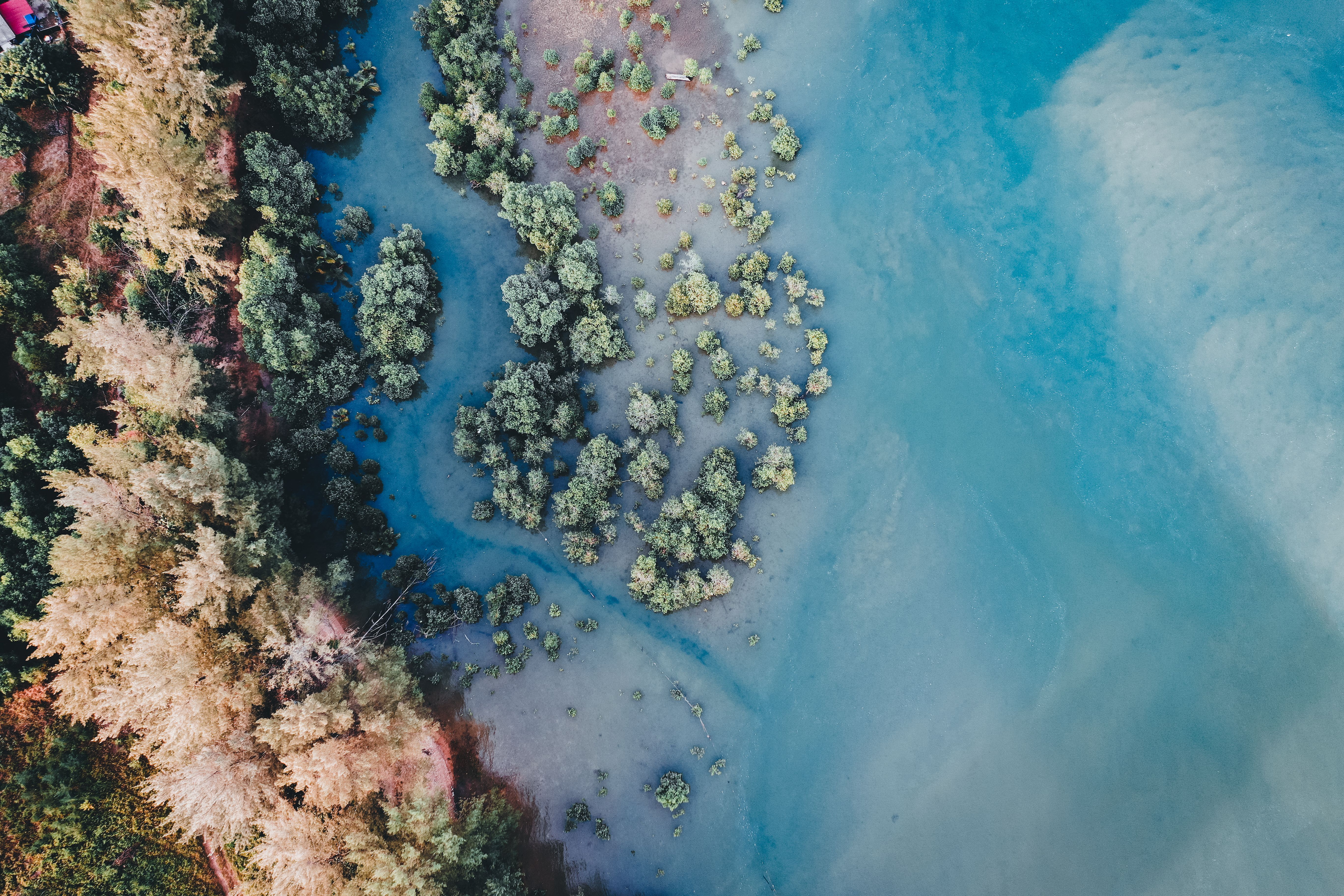 Aerial View of Green Trees on the Shore · Free Stock Photo
