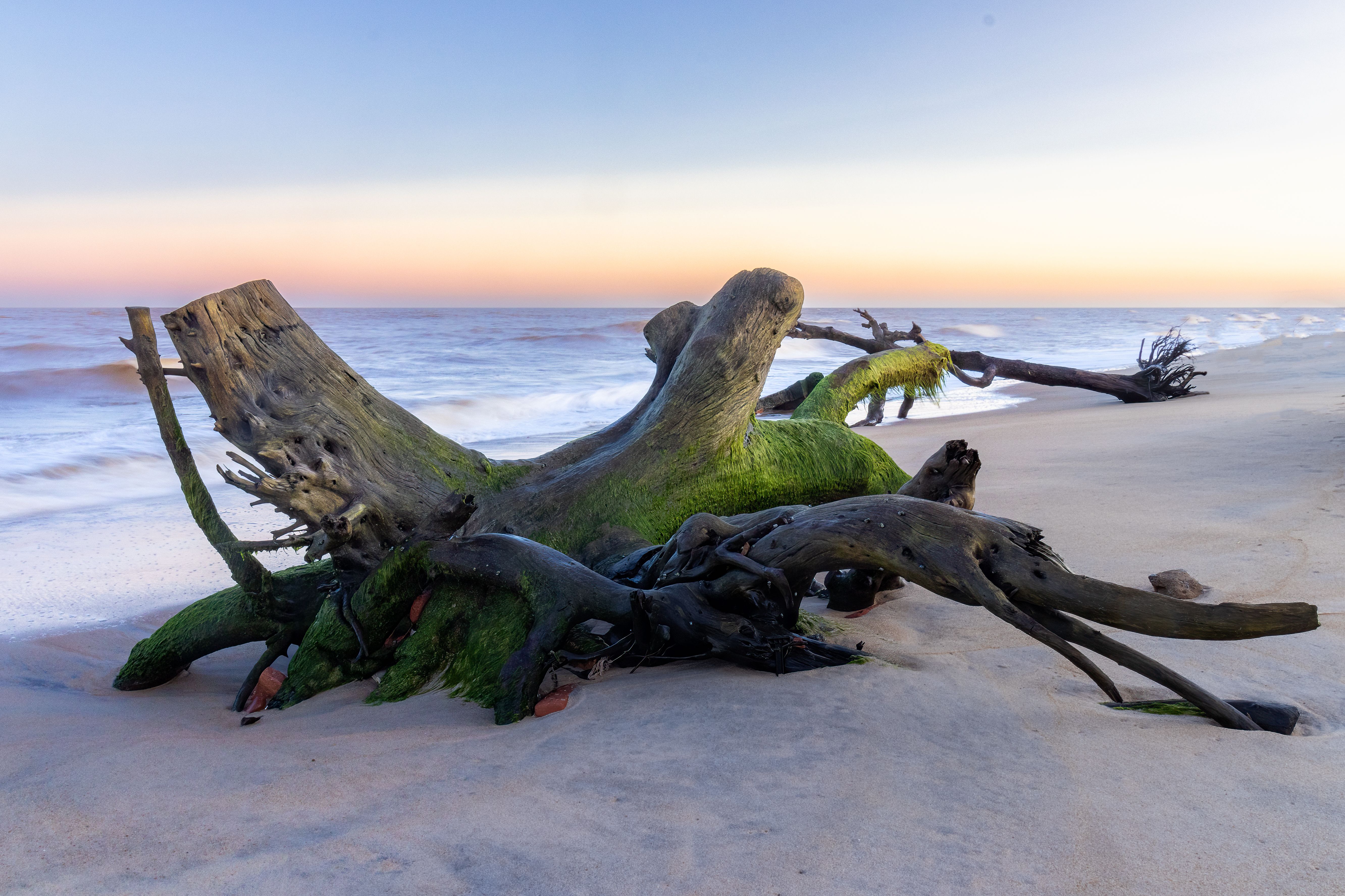 Brown Tree Trunk on the Beach · Free Stock Photo