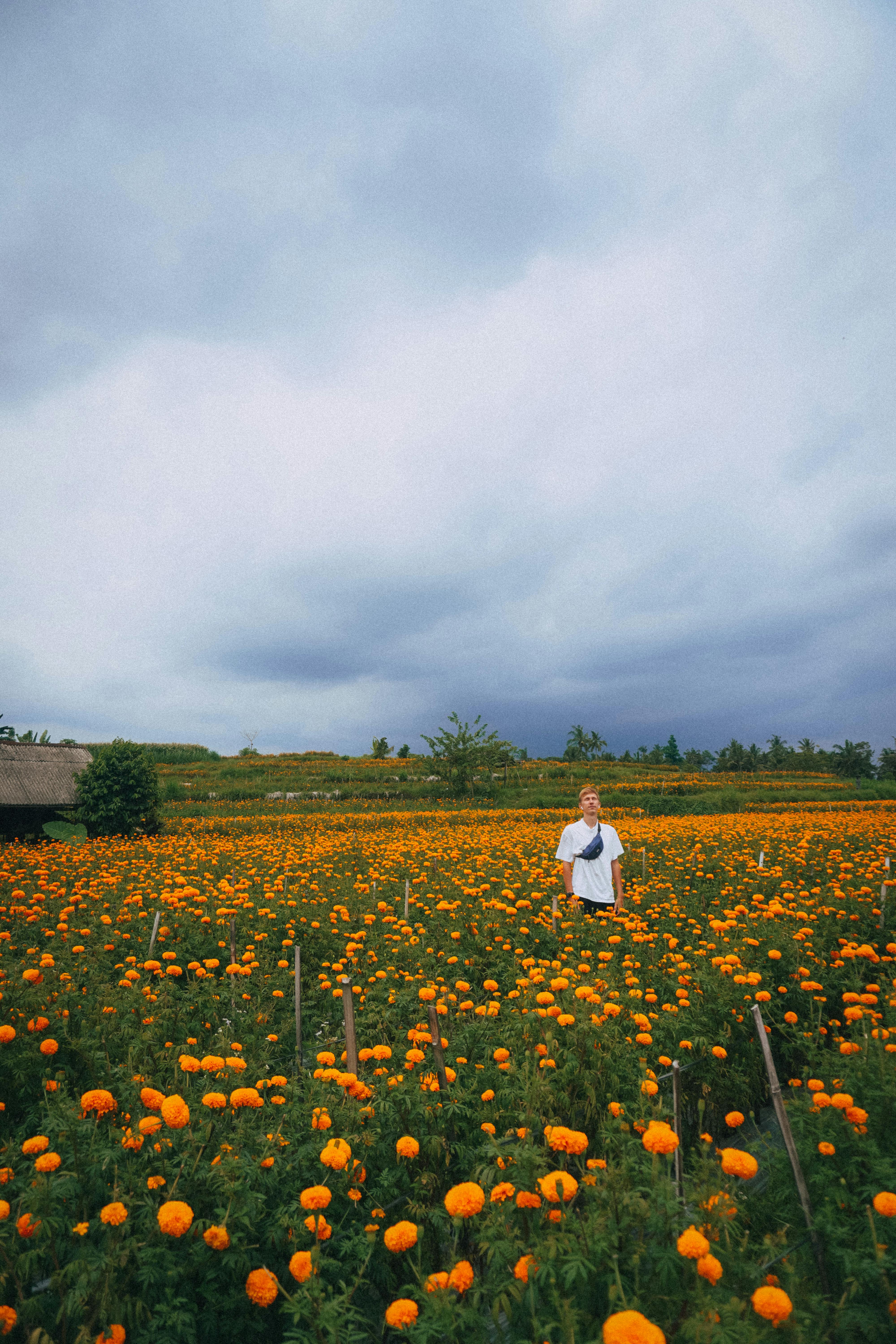 Foto de stock gratuita sobre al aire libre, caléndula, campo, campos de ...