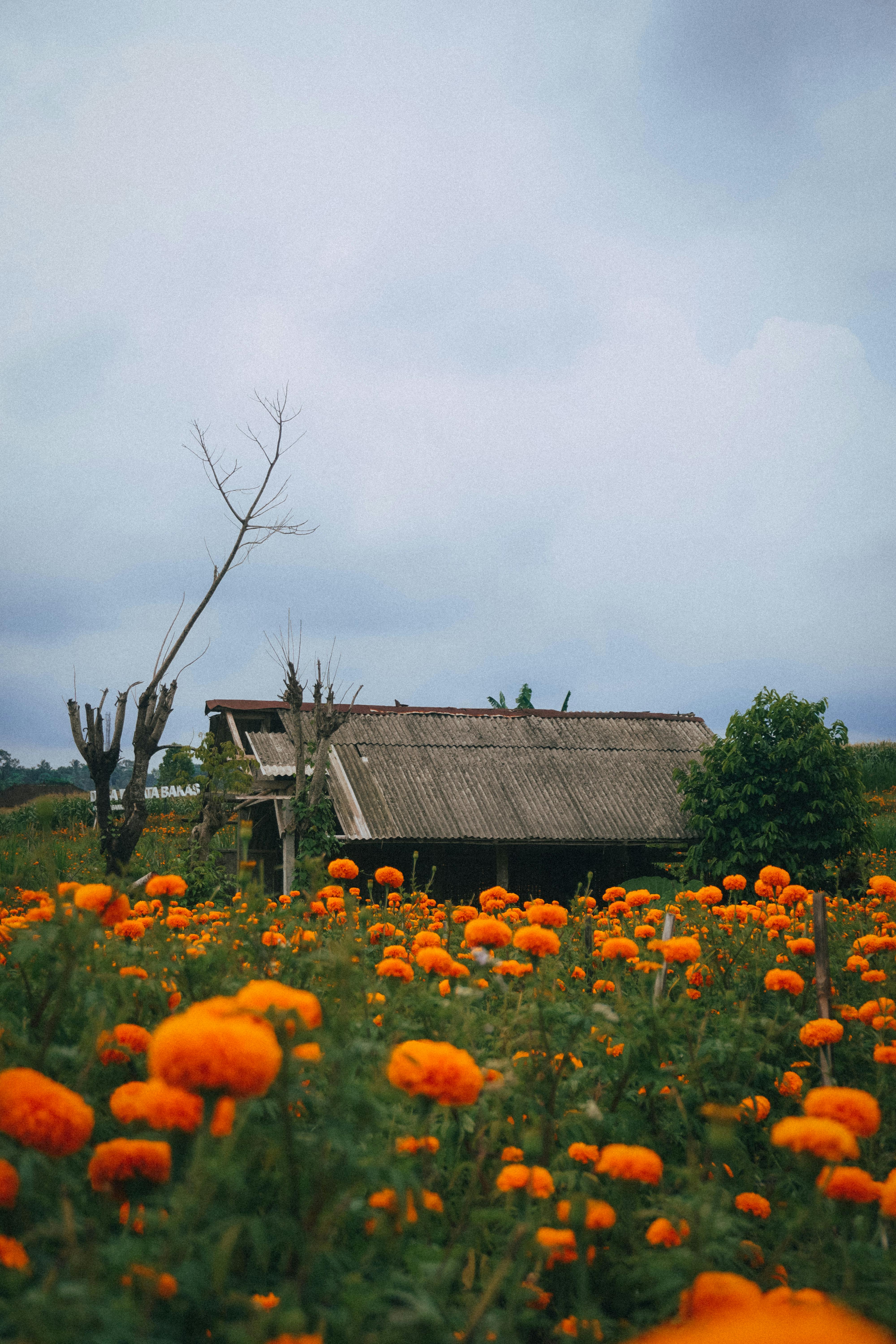 Orange Flower Field near Brown Wooden House · Free Stock Photo