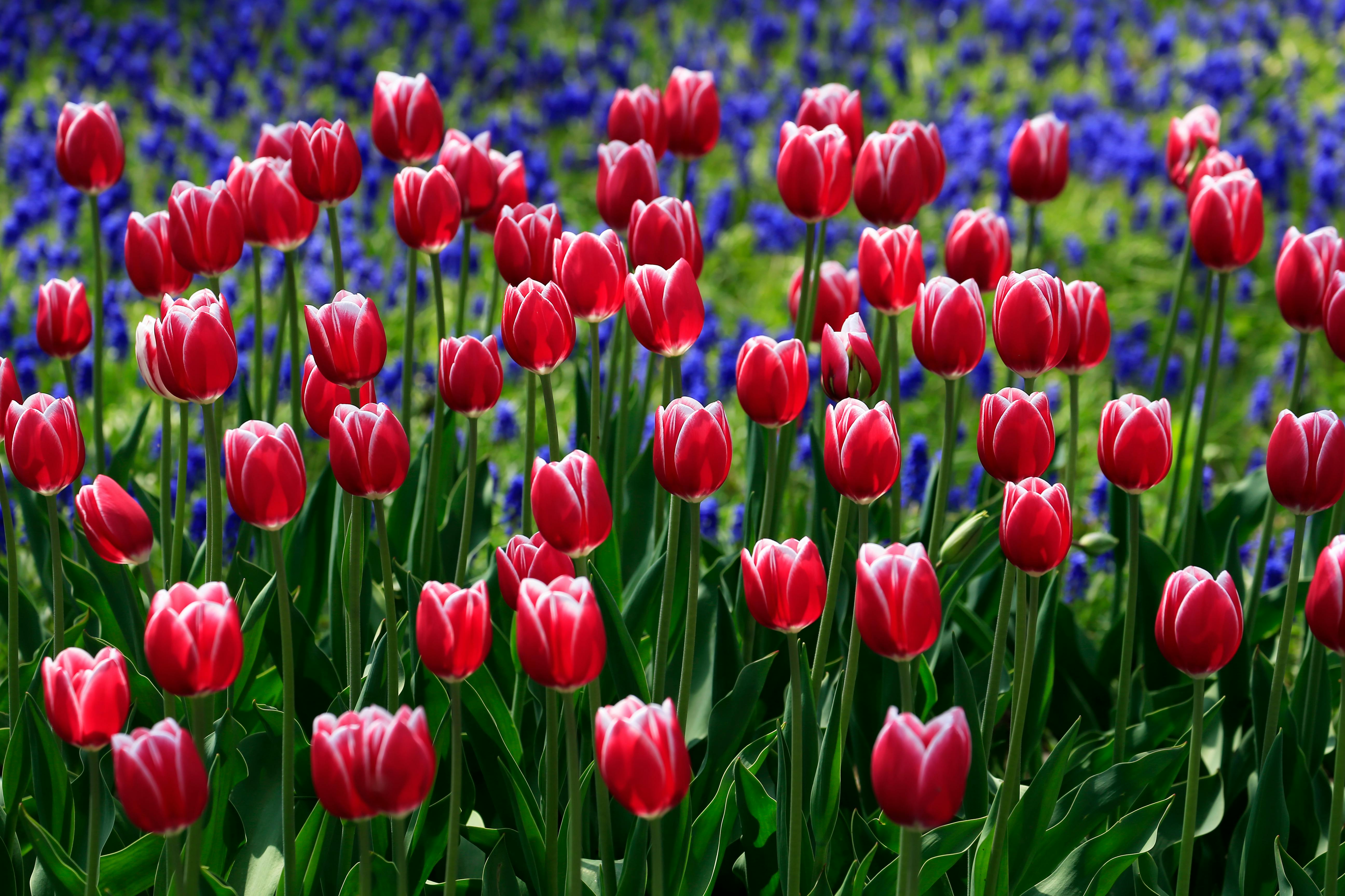Close Up Shot of a Flower · Free Stock Photo