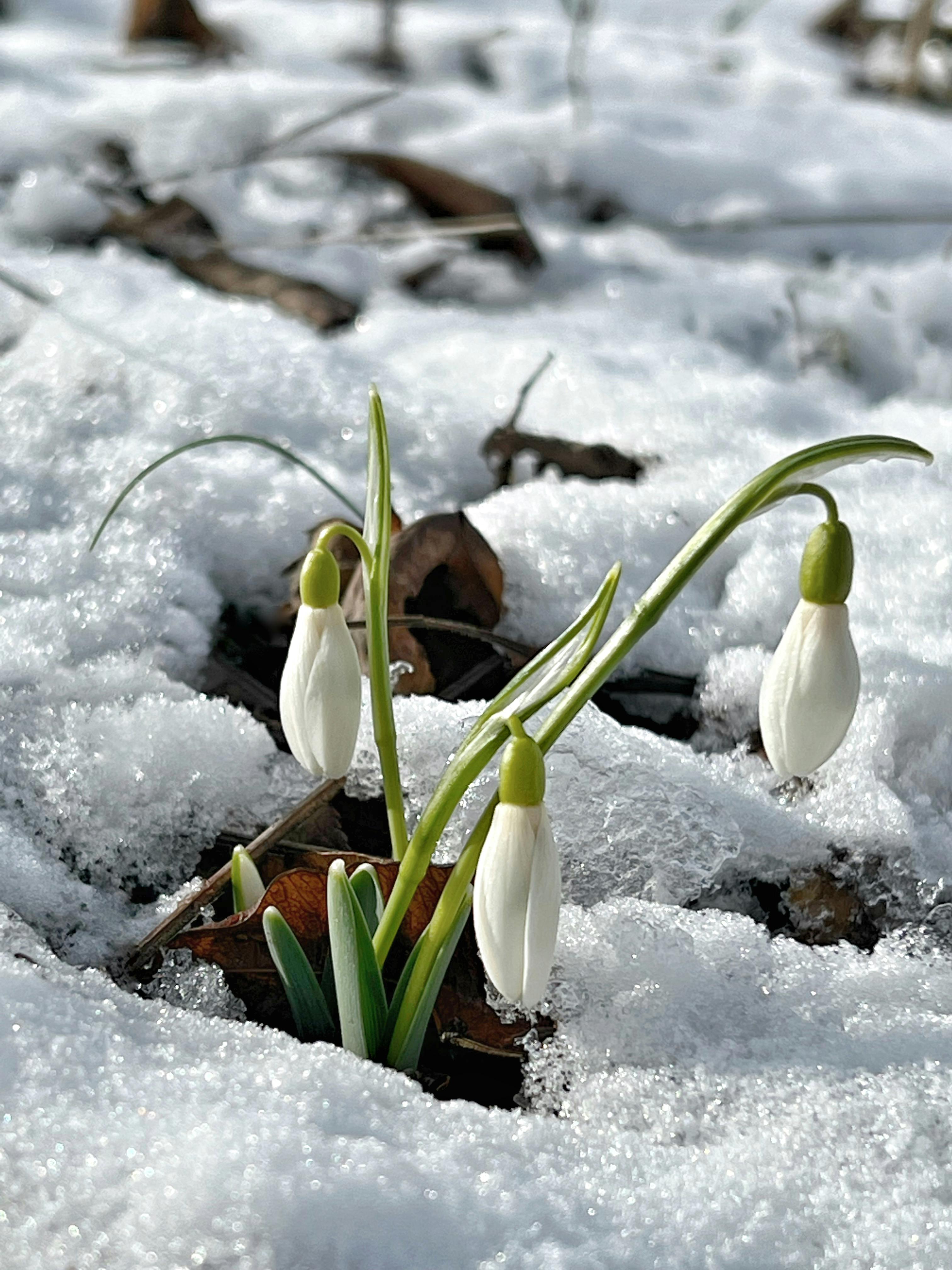 Flowers Covered in Snow · Free Stock Photo