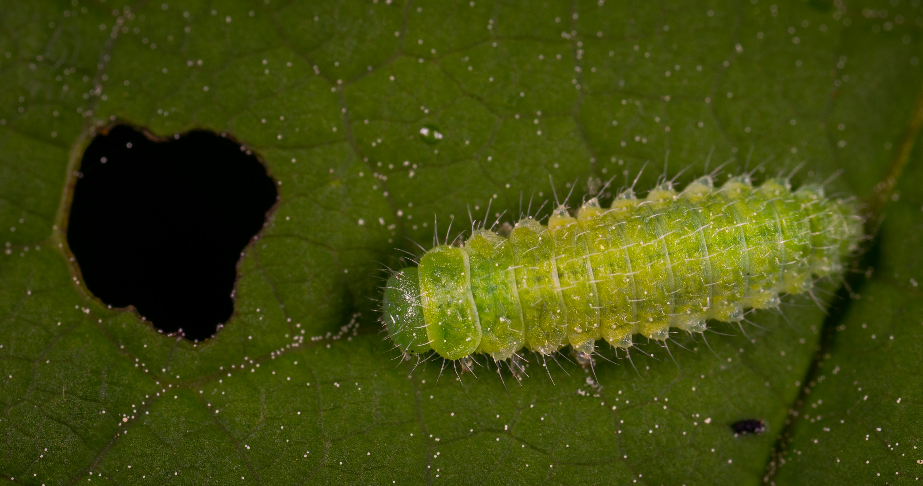 Green Worm On Green Leaf · Free Stock Photo