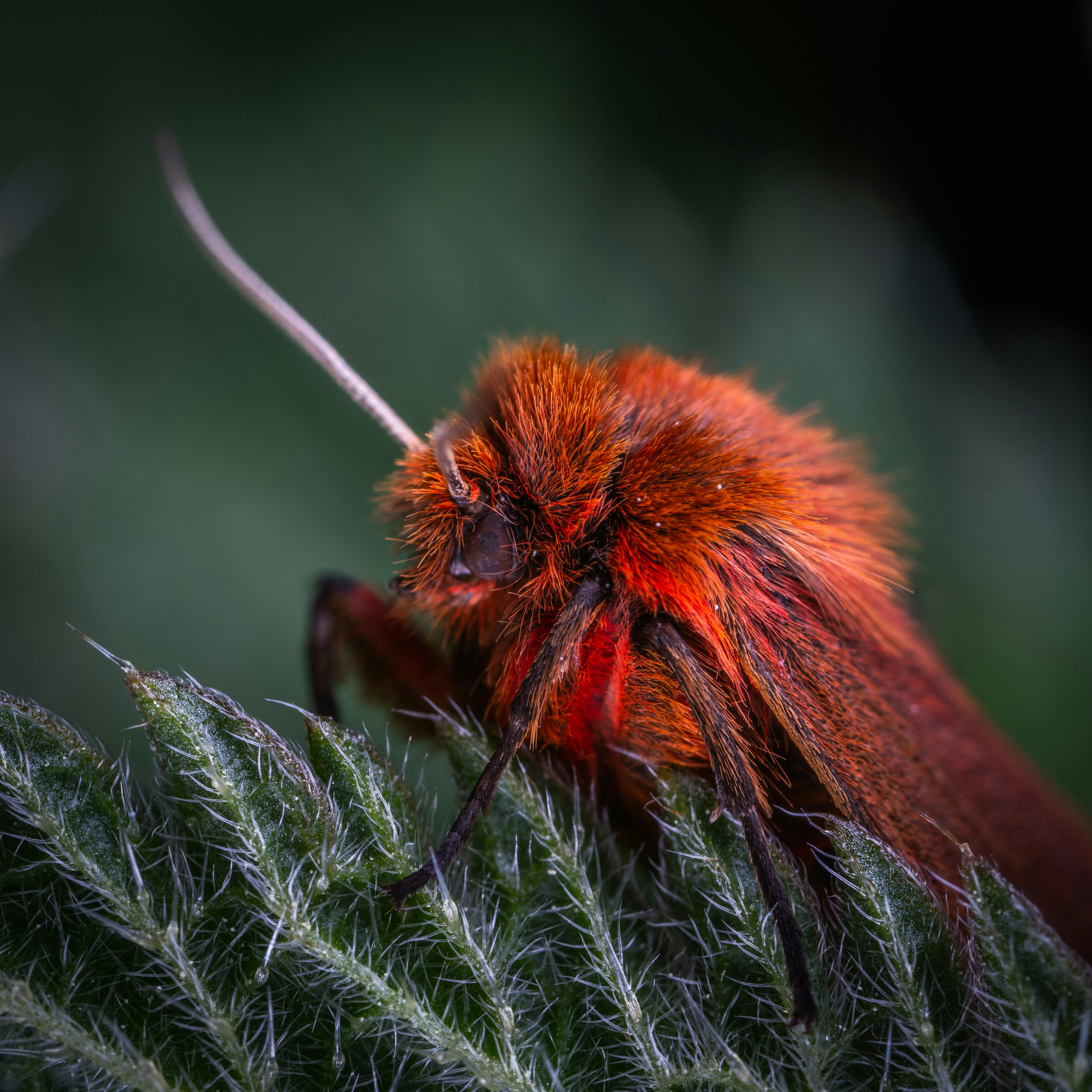 Macro Photo Of Red Poodle Moth · Free Stock Photo