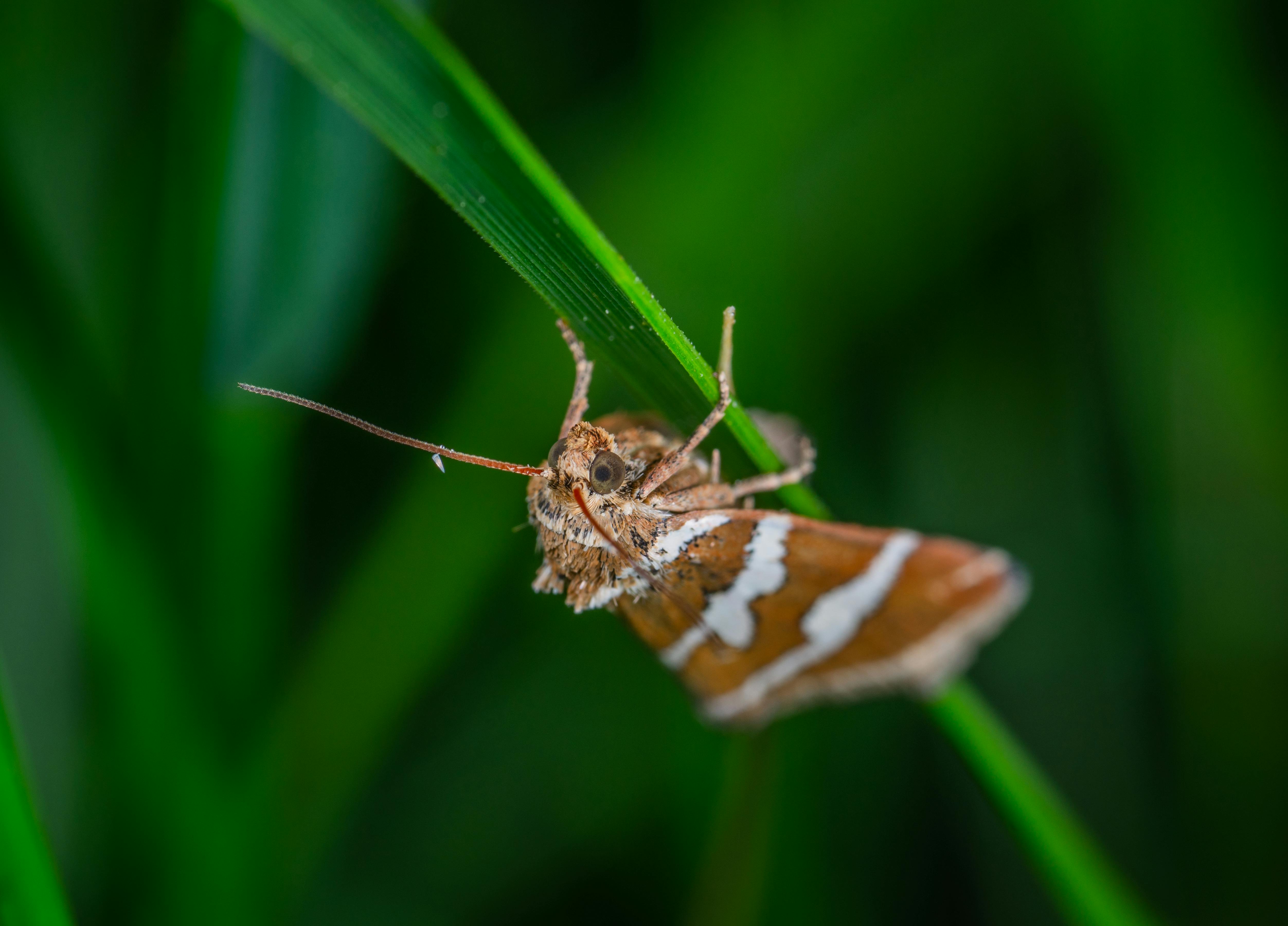 Macro Photography of Moth · Free Stock Photo
