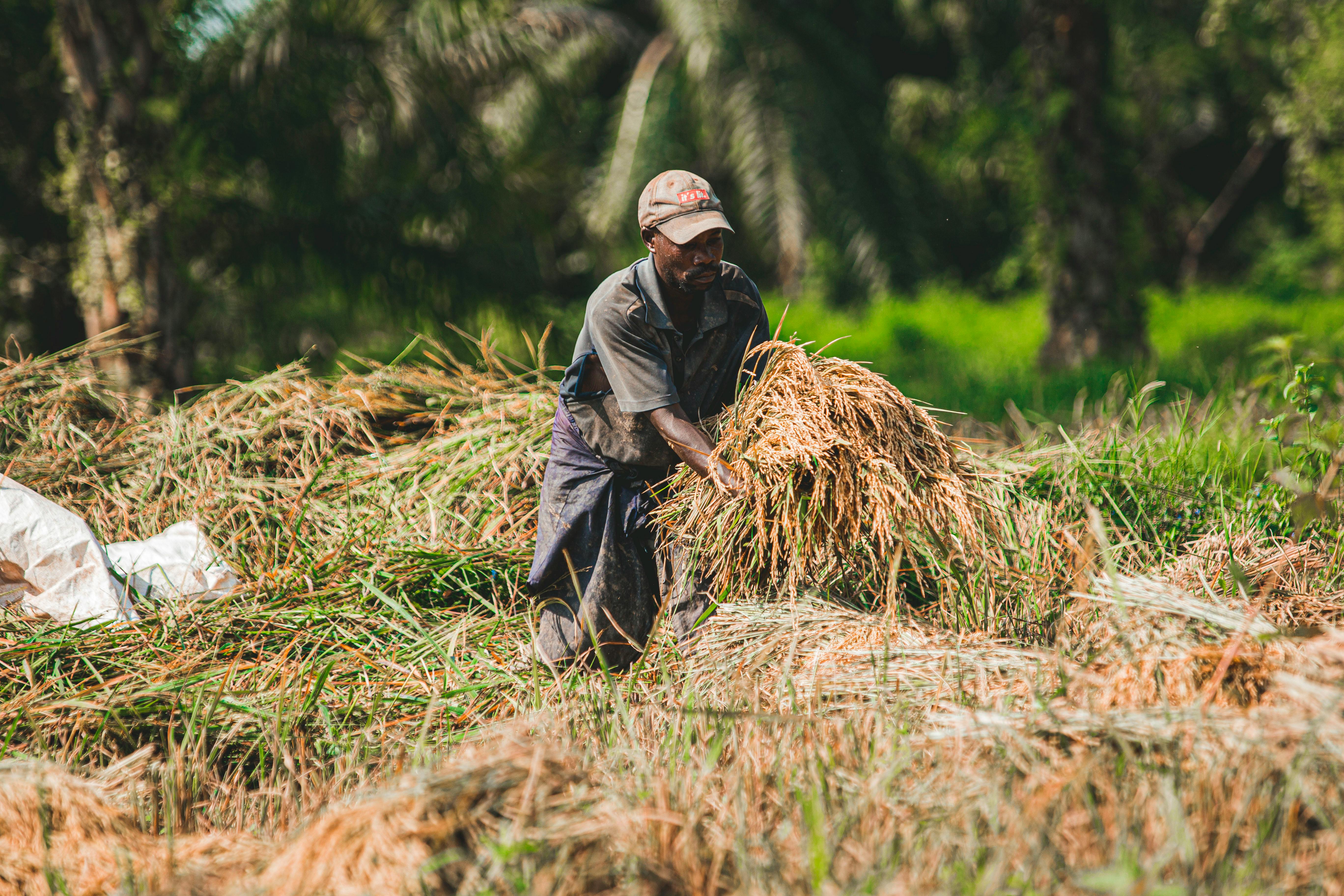Farmer Harvesting His Crop · Free Stock Photo