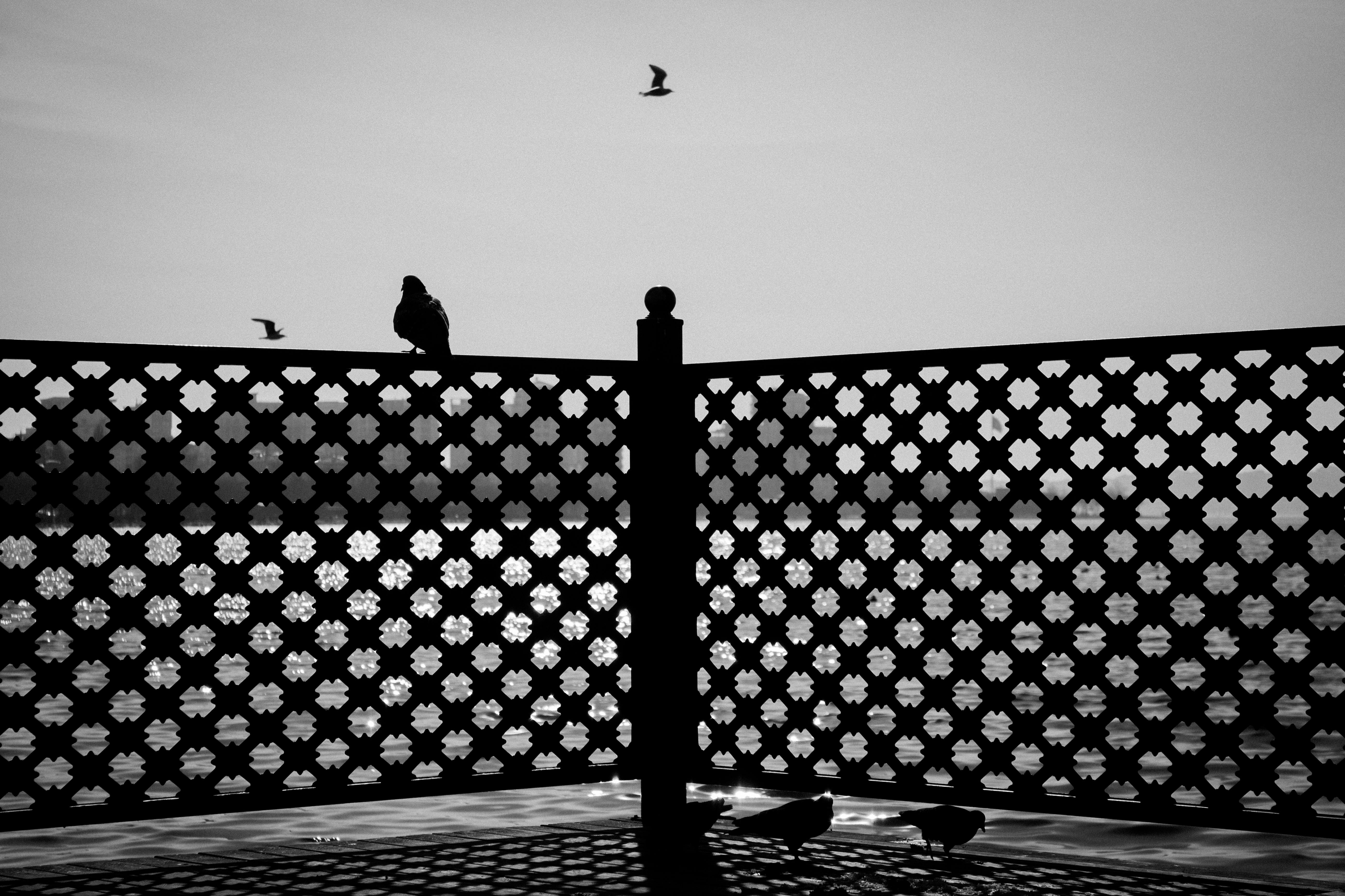Grayscale Photography of Birds Perched Near Guard Rail · Free Stock Photo