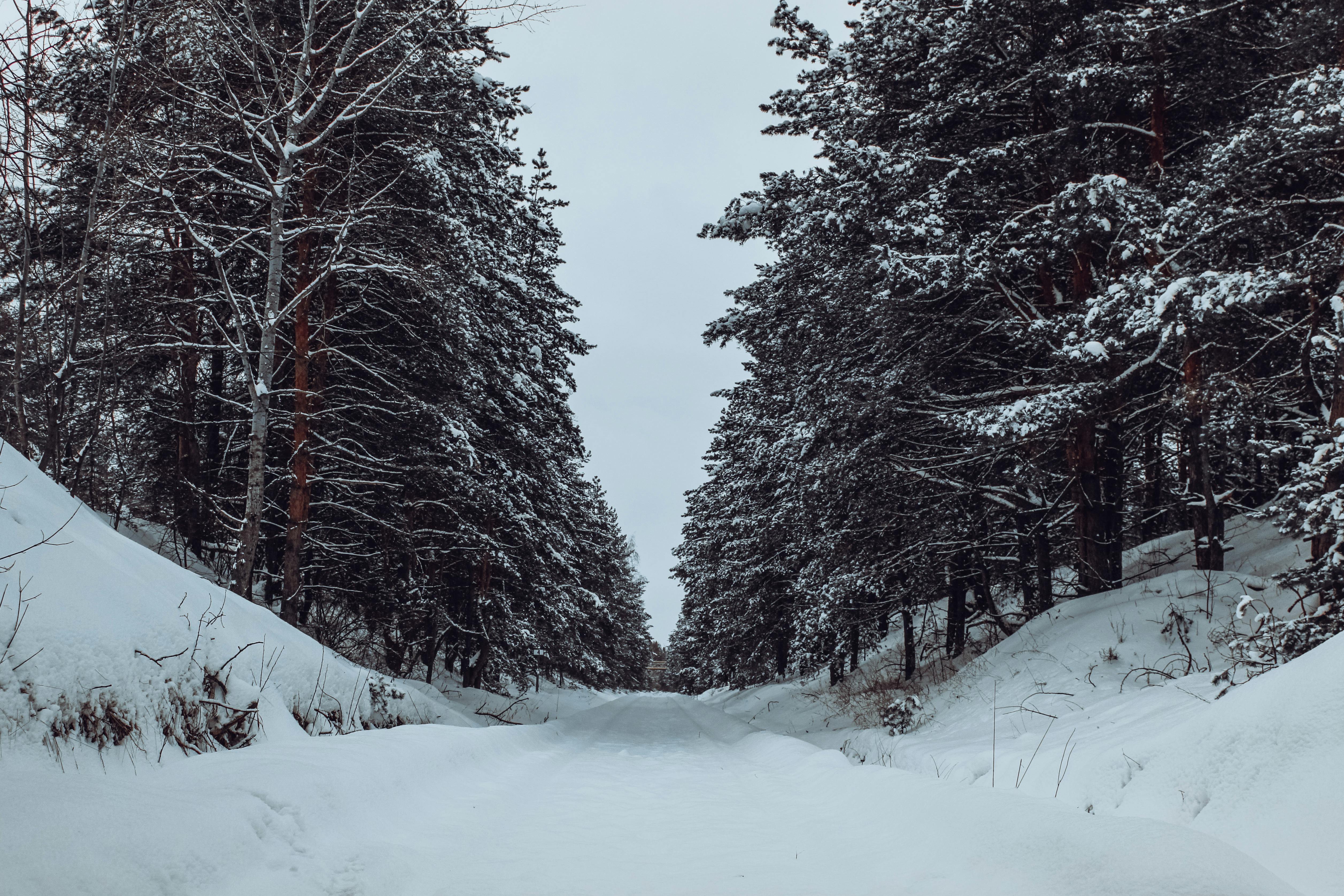 A Walkway on a Snow Covered Ground Between Pine Trees · Free Stock Photo