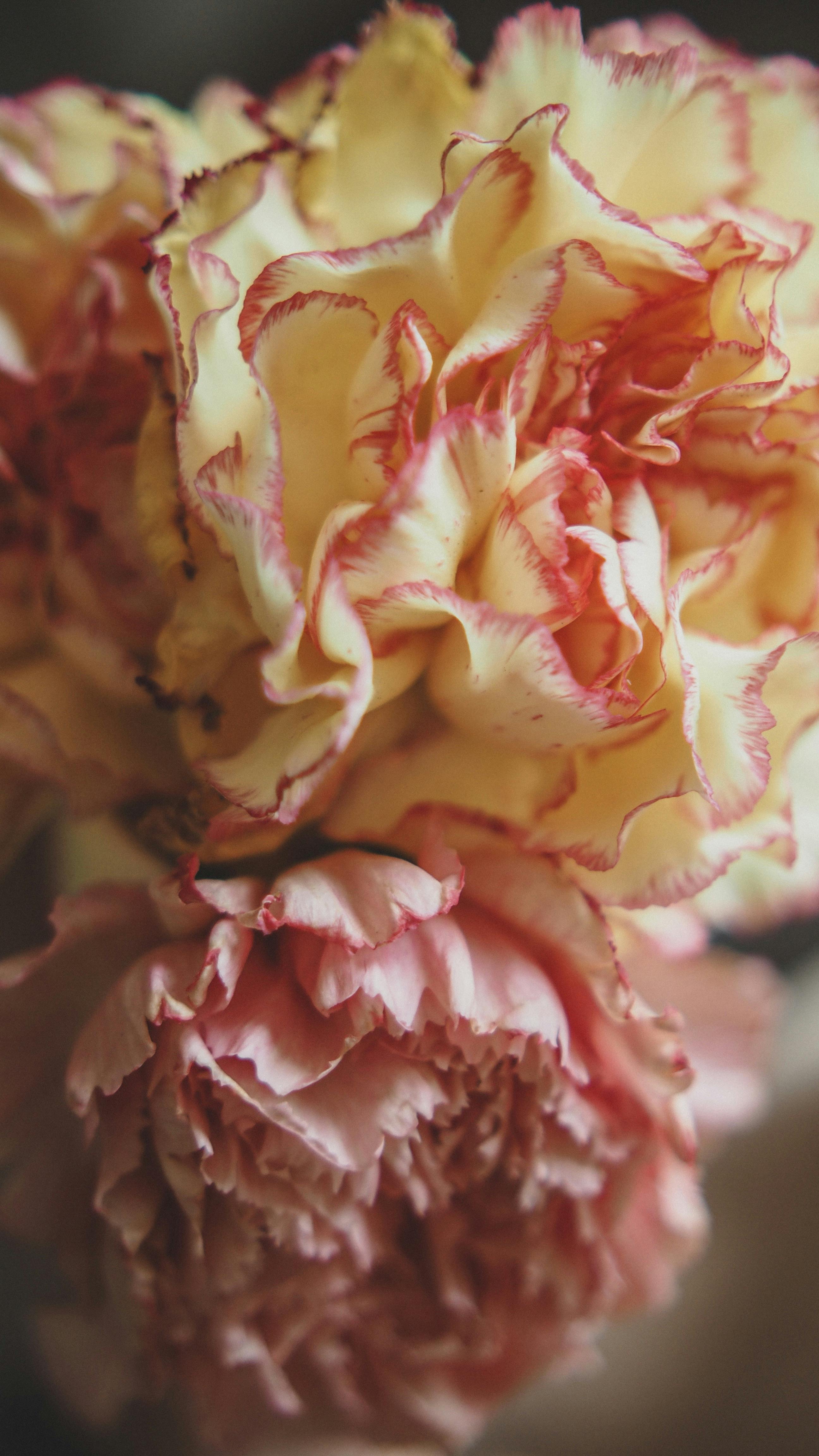 A Red Carnation Flower · Free Stock Photo