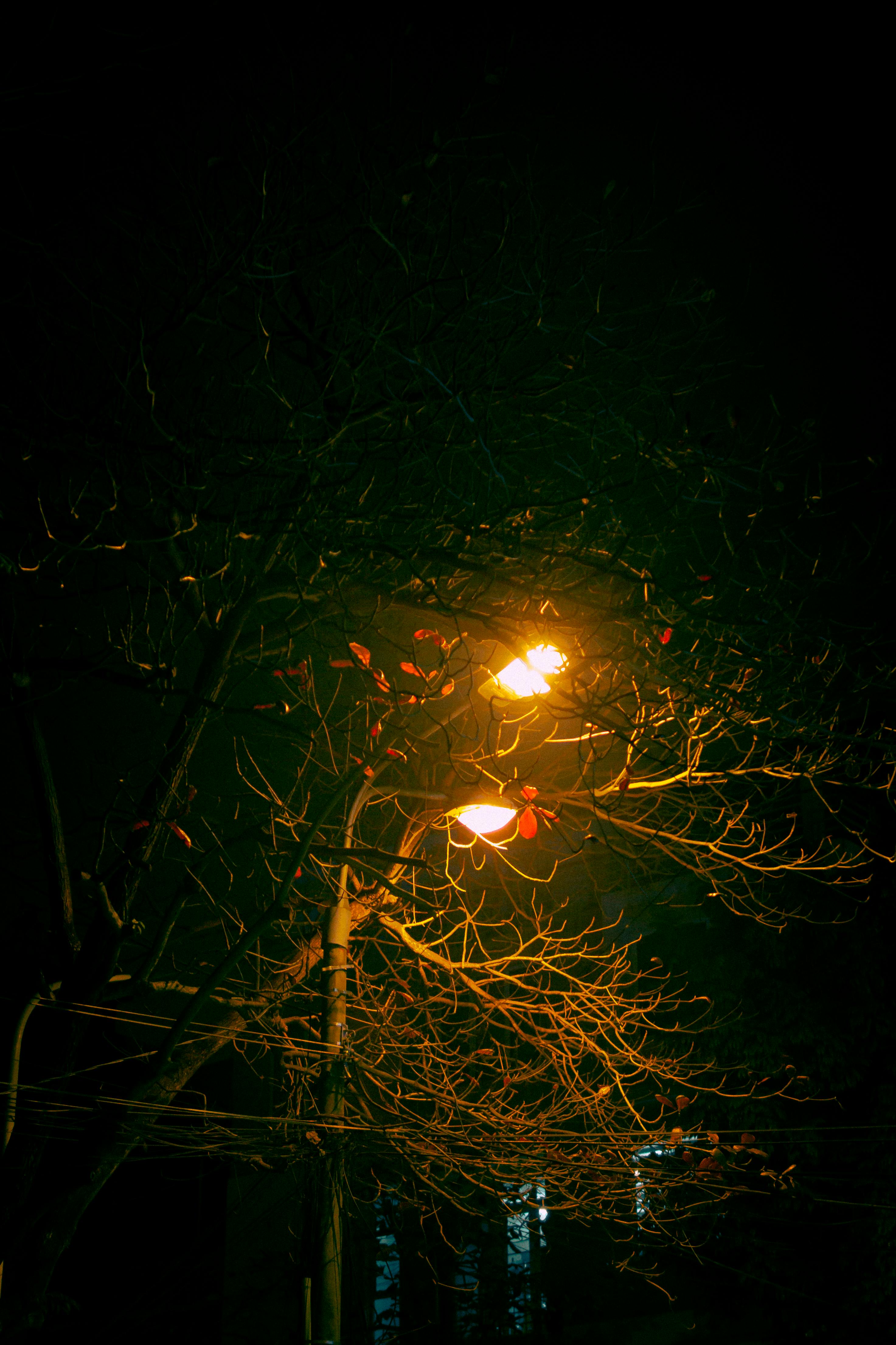 Street Lamps Near Leafless Tree · Free Stock Photo