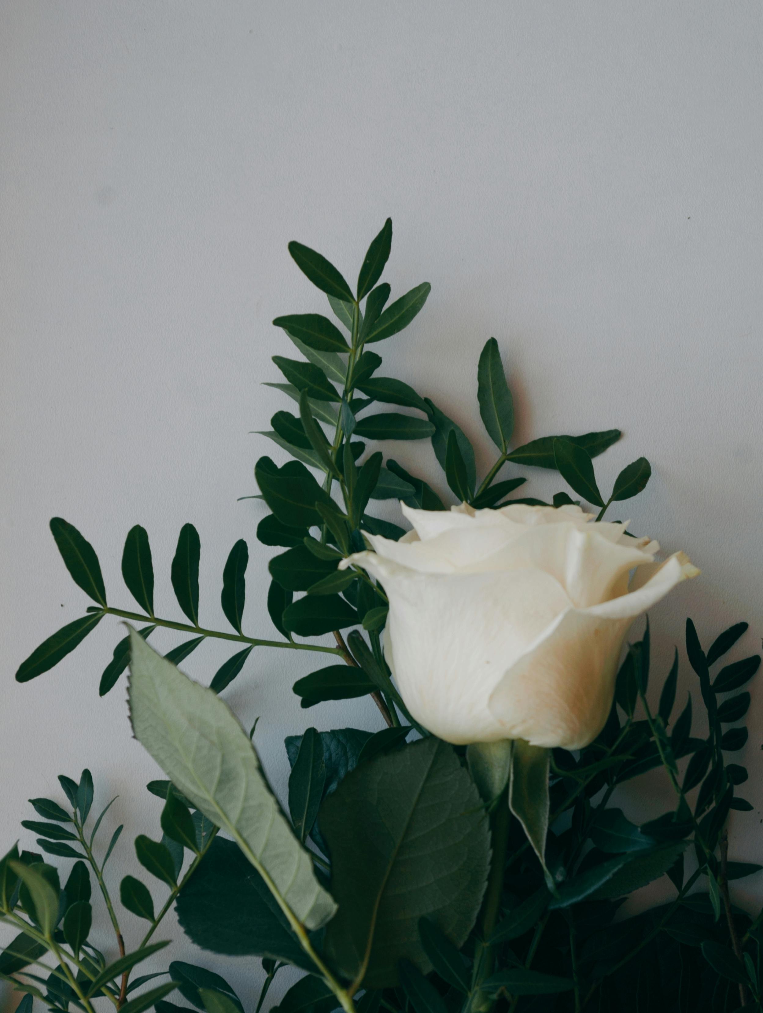 A White Rose with Green Leaves in Full Bloom · Free Stock Photo