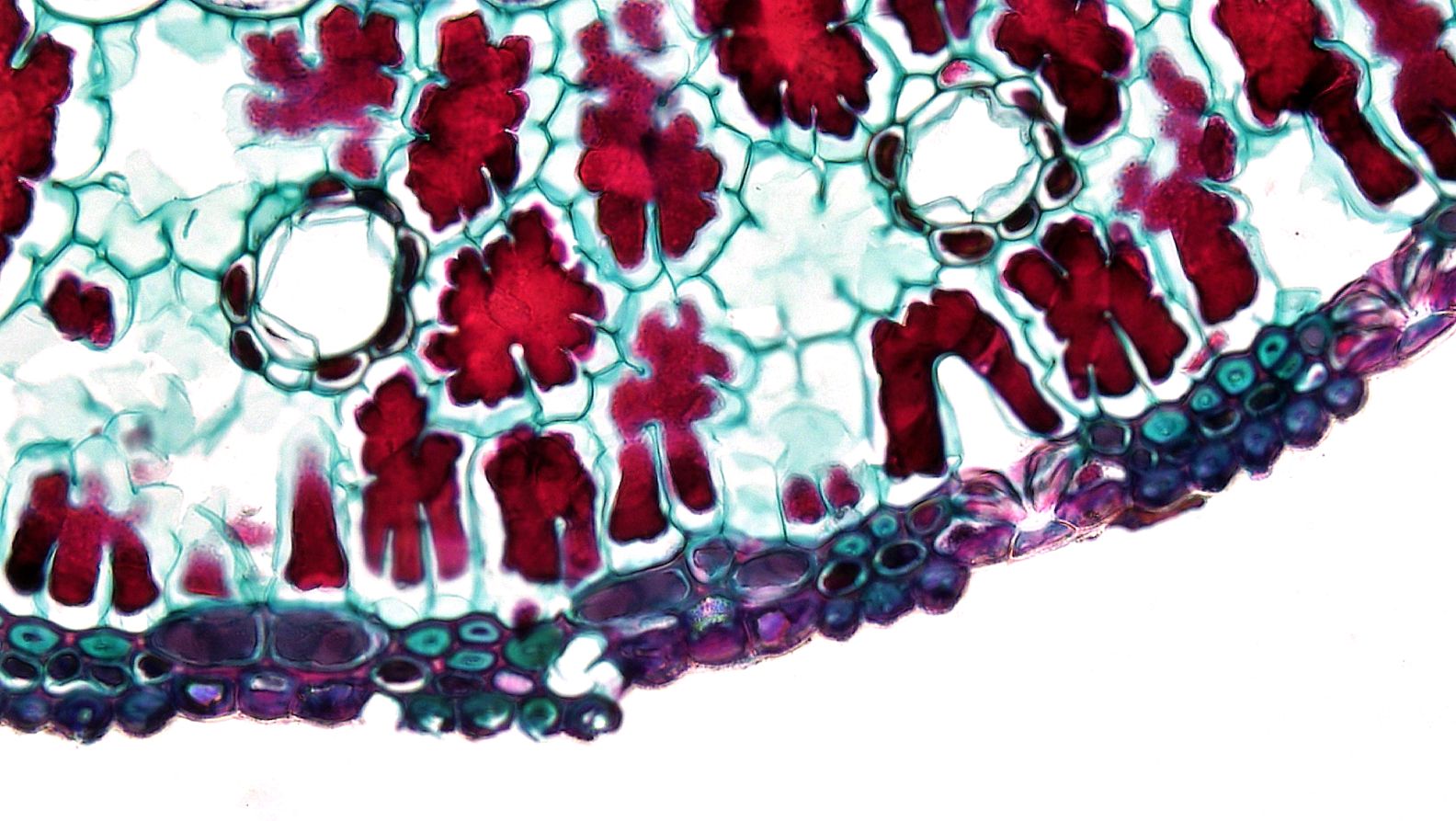T Cell Lymphoma in Dogs: Types, Symptoms, and Prognosis