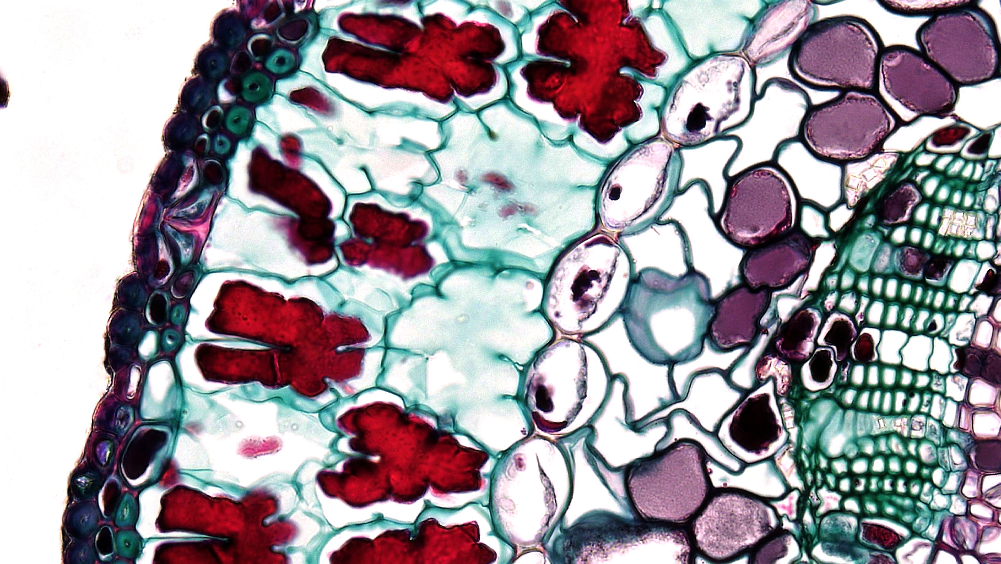 Cell Biology Photos, Download The BEST Free Cell Biology Stock Photos ...