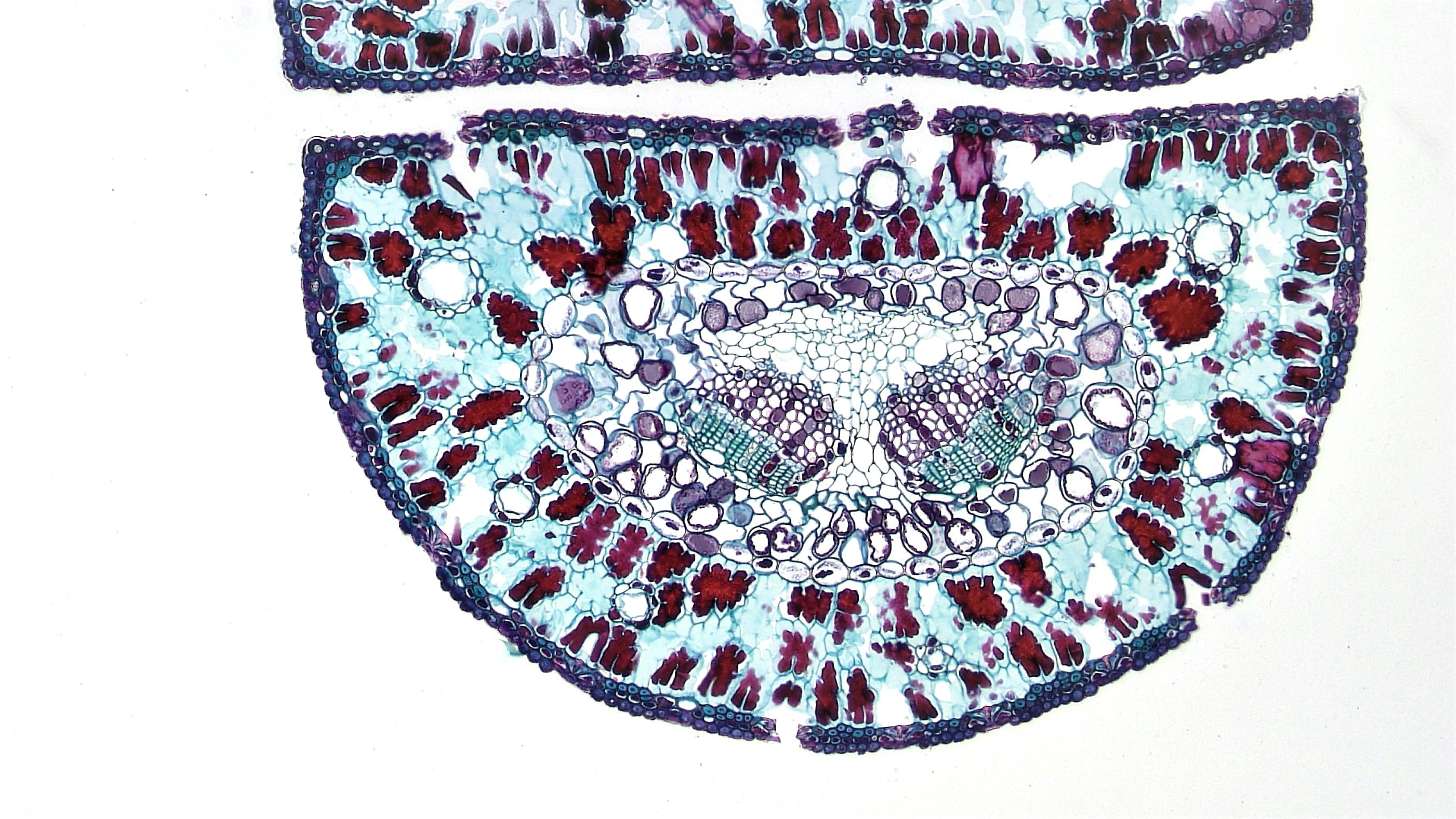 Brass-colored Paper Clips on White Surface · Free Stock Photo