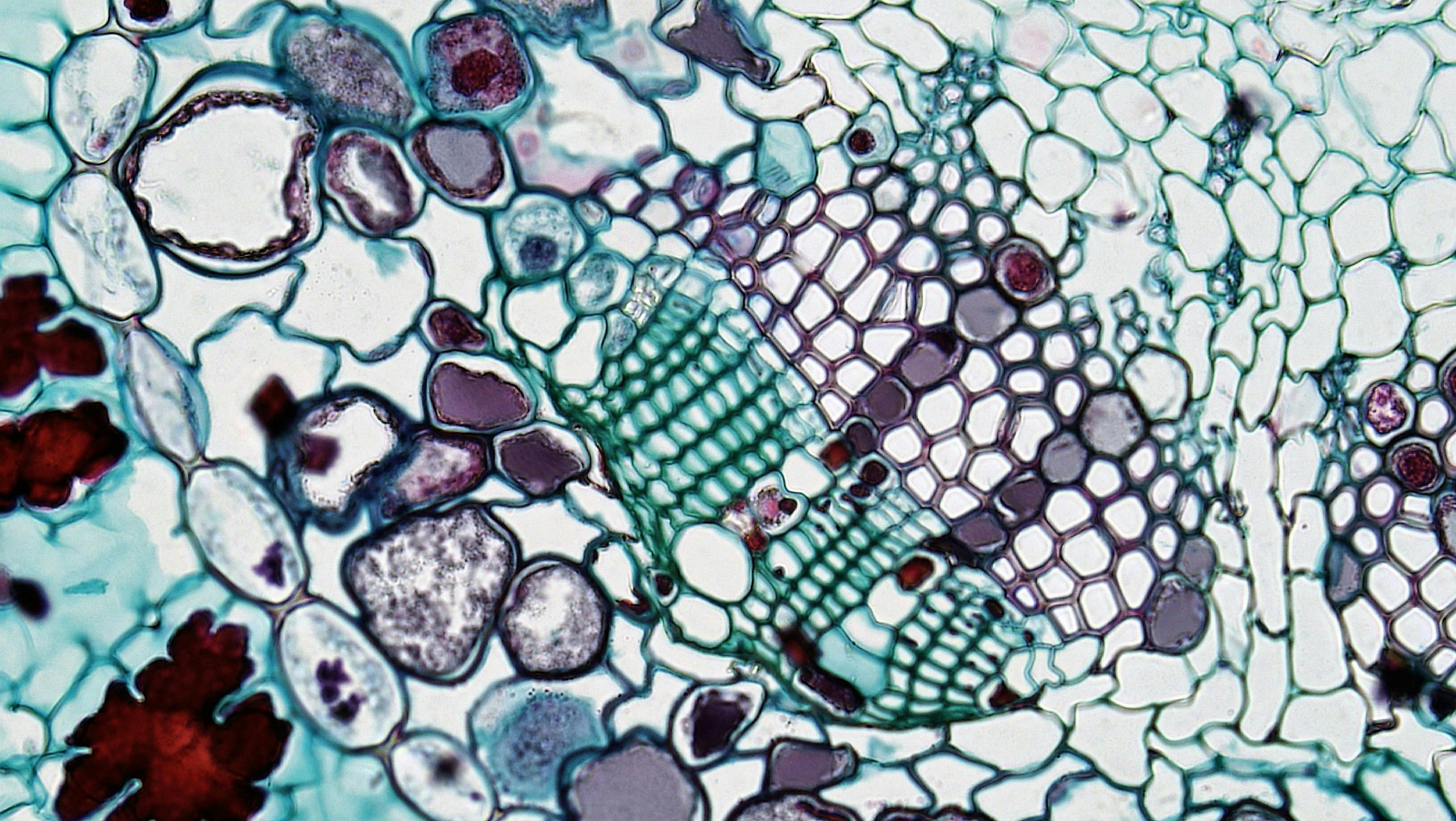 Plant Cell Photos, Download The BEST Free Plant Cell Stock Photos & HD ...