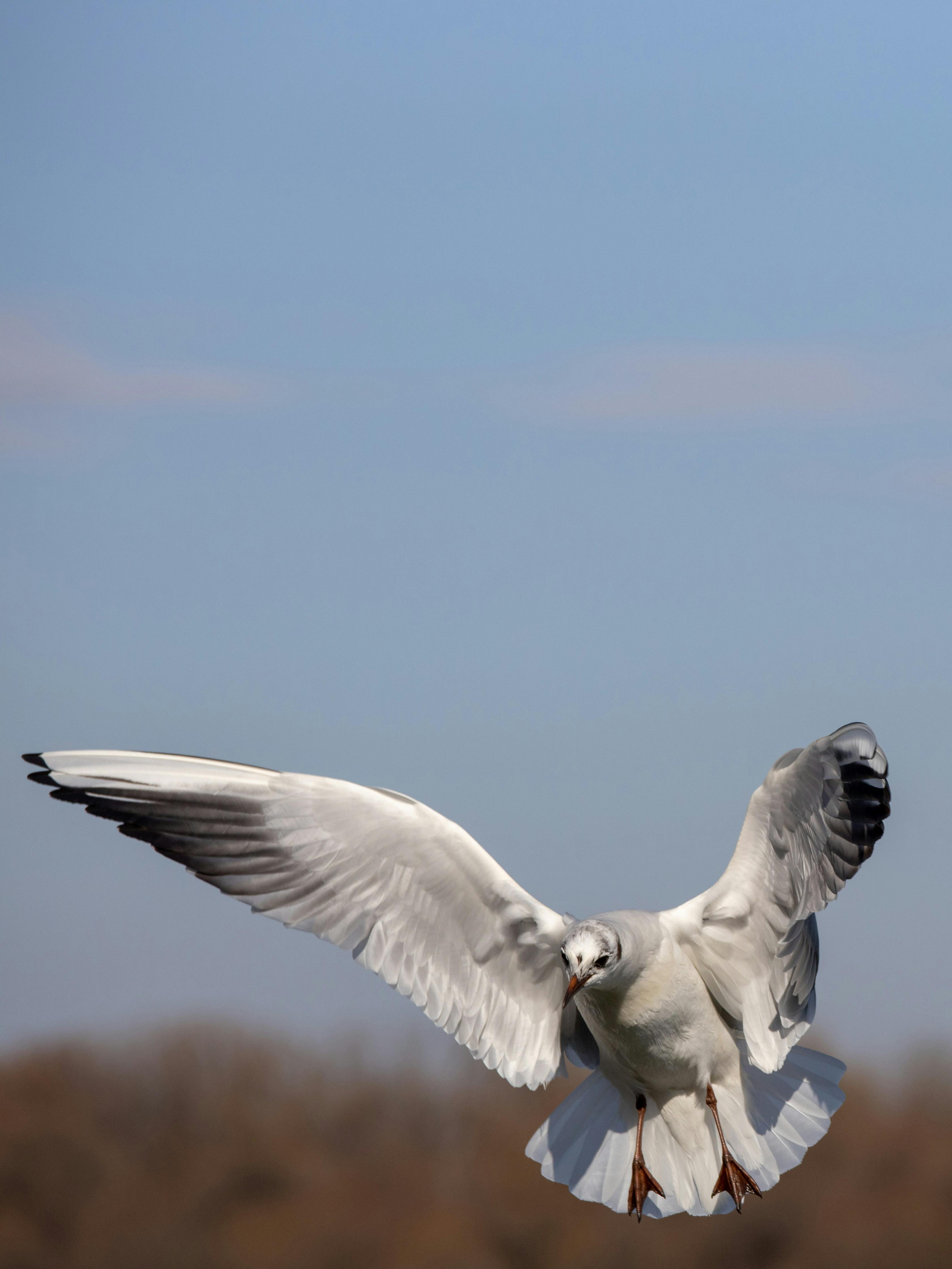 White and Grey Bird Flying Freely at Blue Cloudy Sky · Free Stock Photo